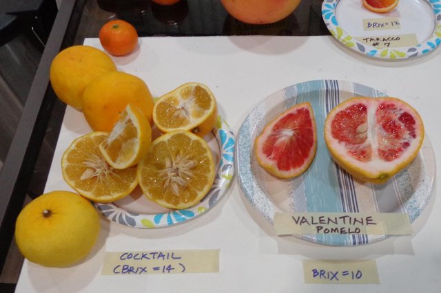 Pomelo variety comparison - Page 2 - General Fruit Growing - Growing Fruit