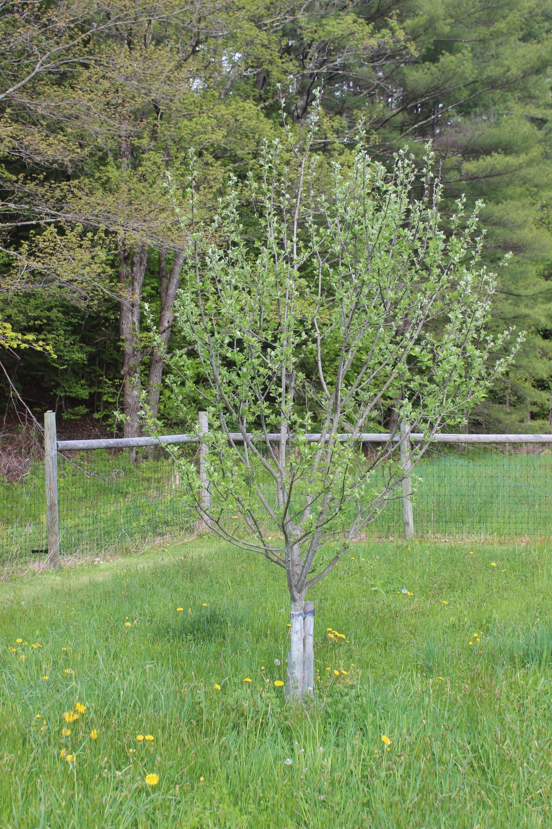 Tree Photos - General Fruit Growing - Growing Fruit