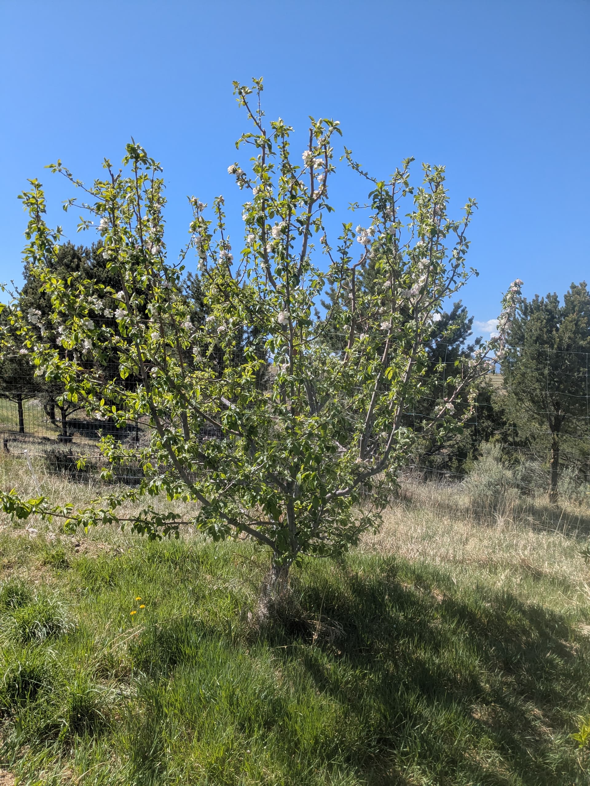 My Zestar apple is blooming mostly in the upper half - General Fruit ...