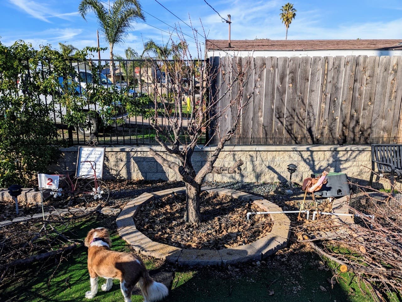 Cot-N-Candy Aprium in Vista CA - Page 4 - General Fruit Growing ...