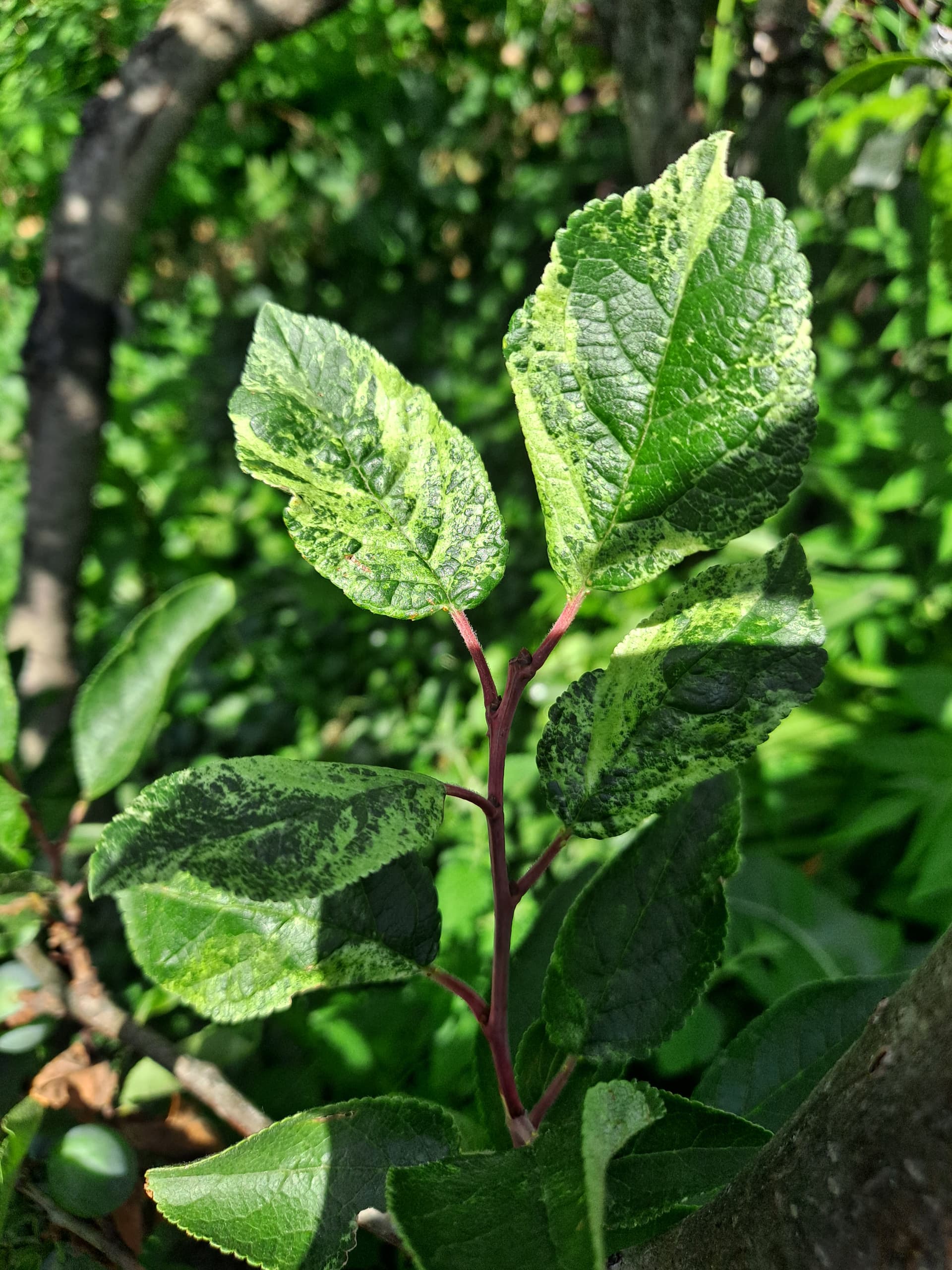 Plum pox or bud mutation? - General Fruit Growing - Growing Fruit