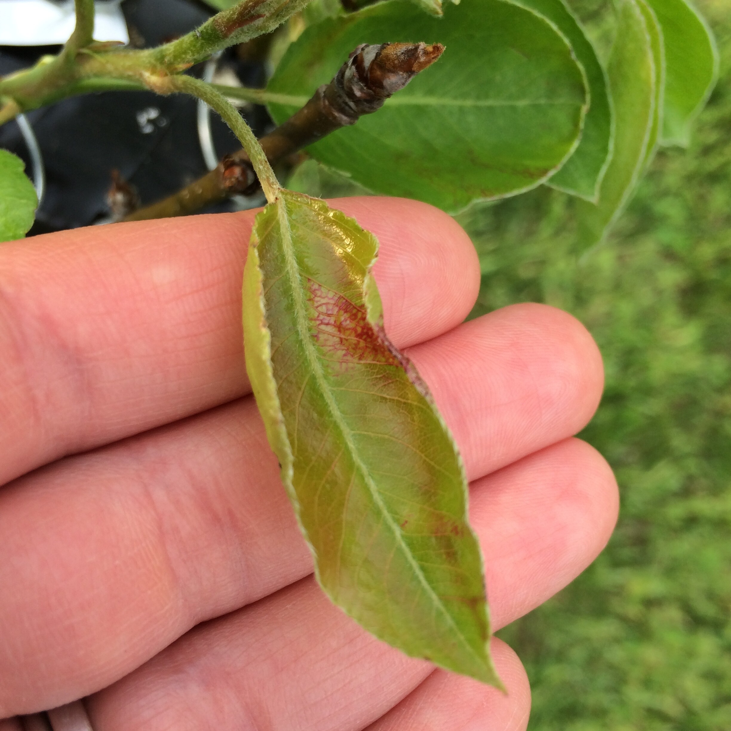 Wild callery pear rootstocks - General Fruit Growing - Growing Fruit