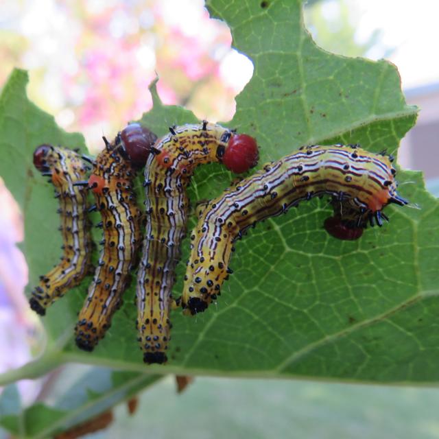 Persimmon Psyllids in New England 2023 - General Fruit Growing ...
