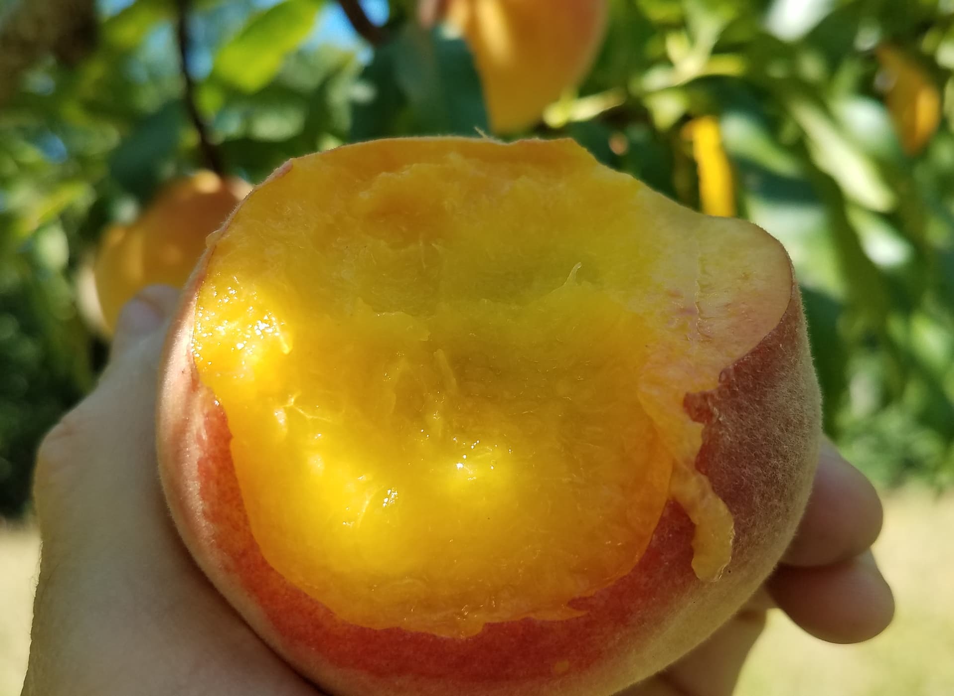 Z6'ers...what is the earliest peach you have had success with ...