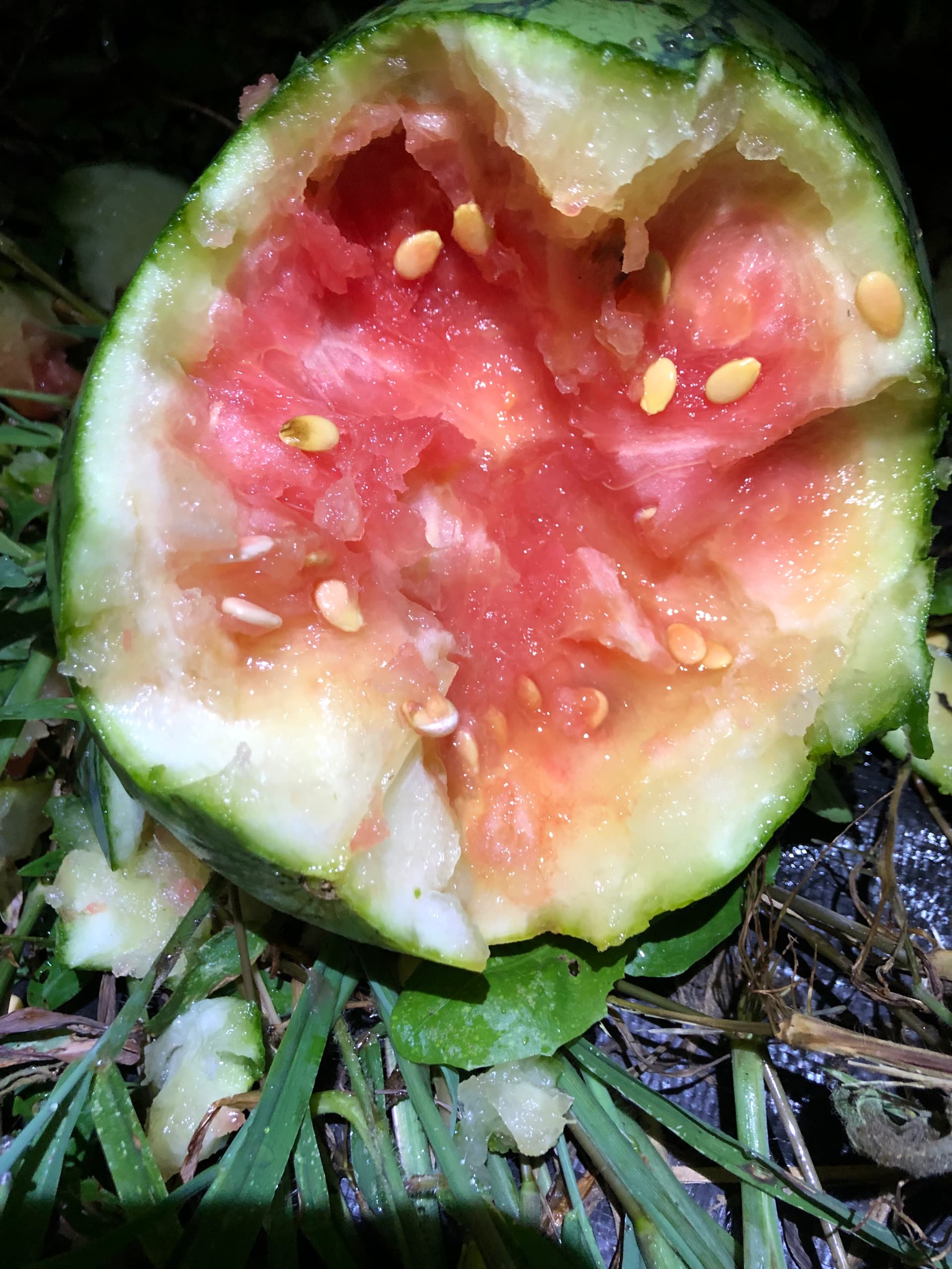 Watermelon, fox, crow - General Fruit Growing - Growing Fruit