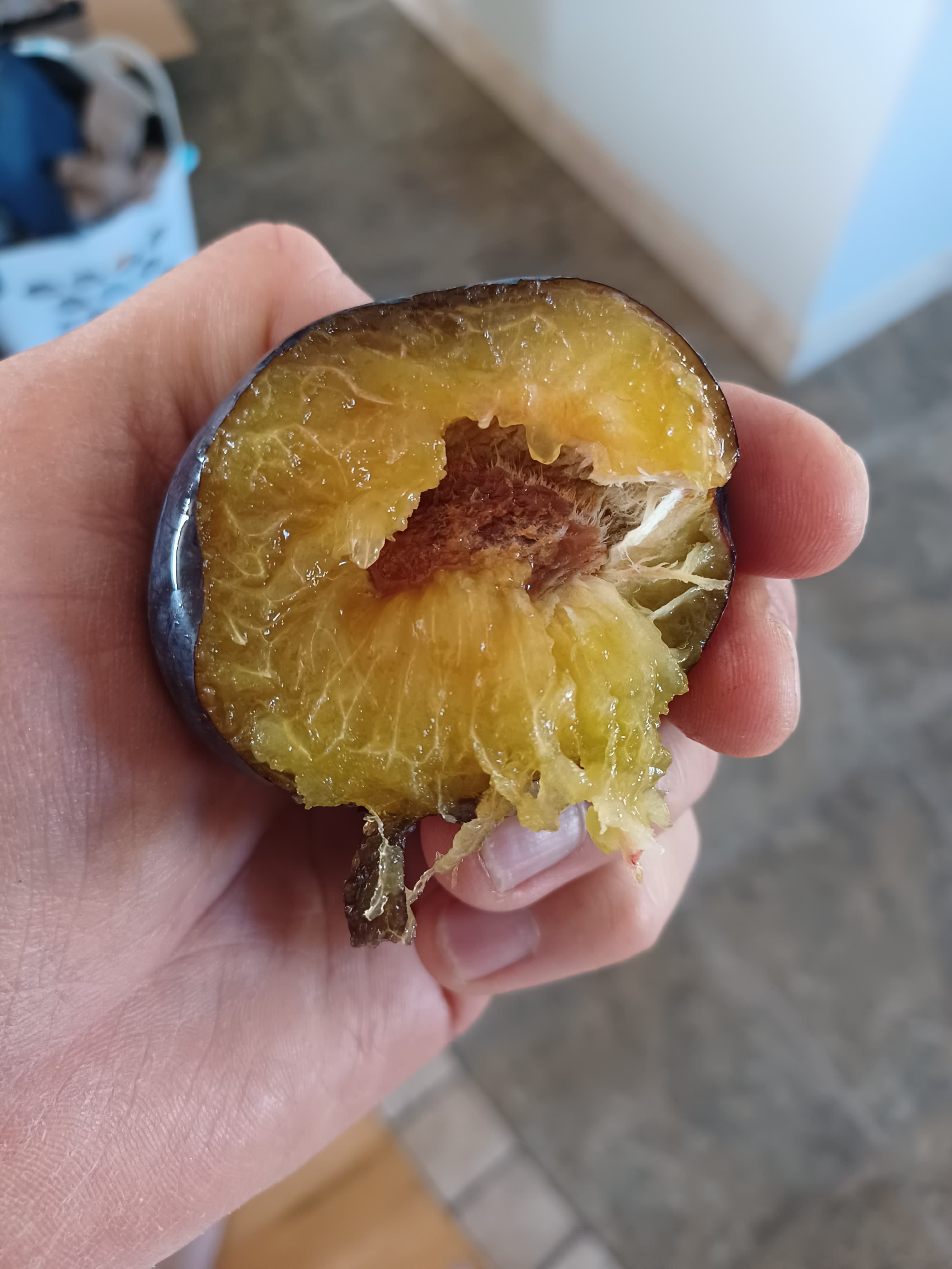 Plums 2022 - General Fruit Growing - Growing Fruit