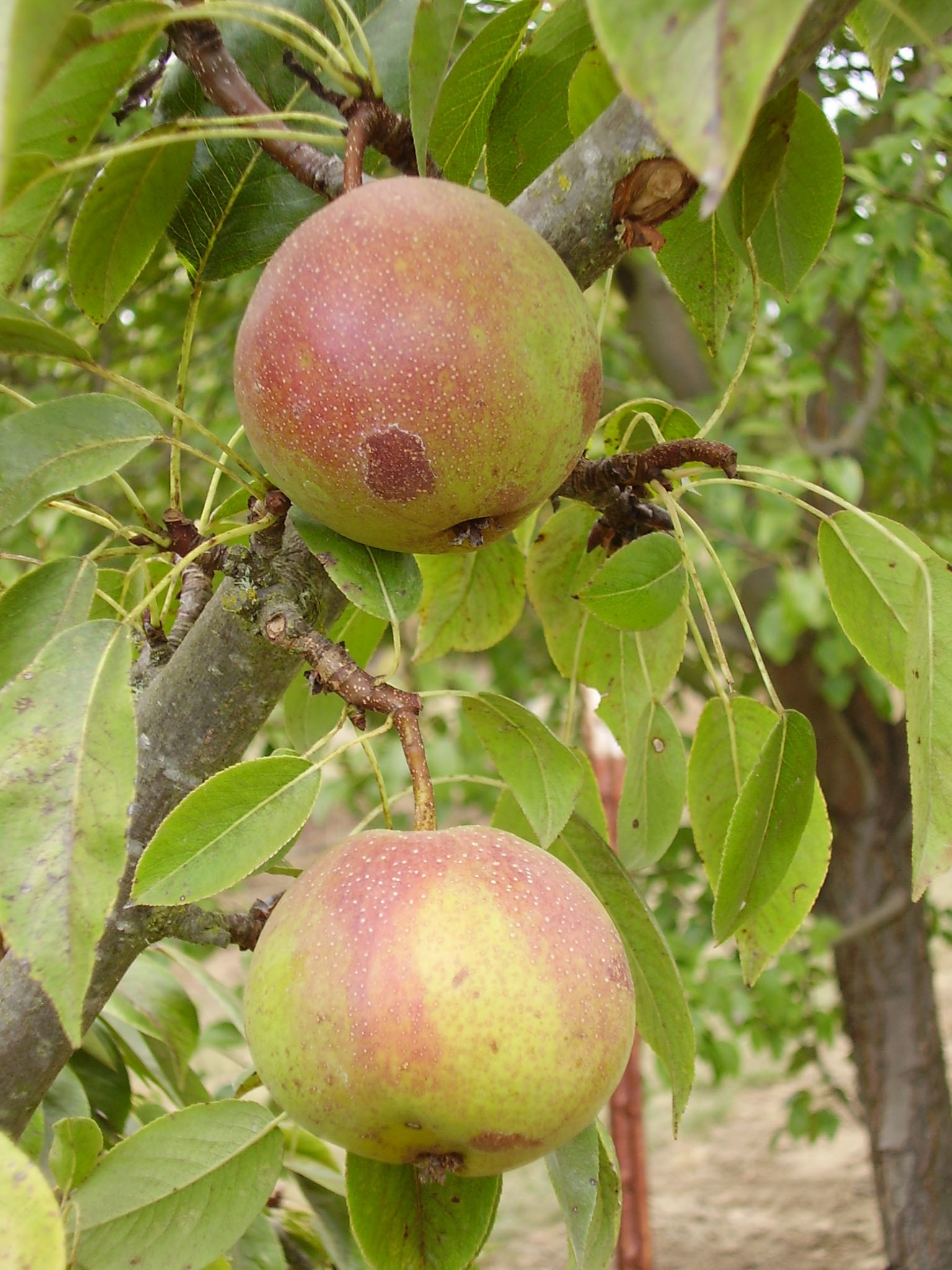 Largest / Best tasting pear - General Fruit Growing - Growing Fruit