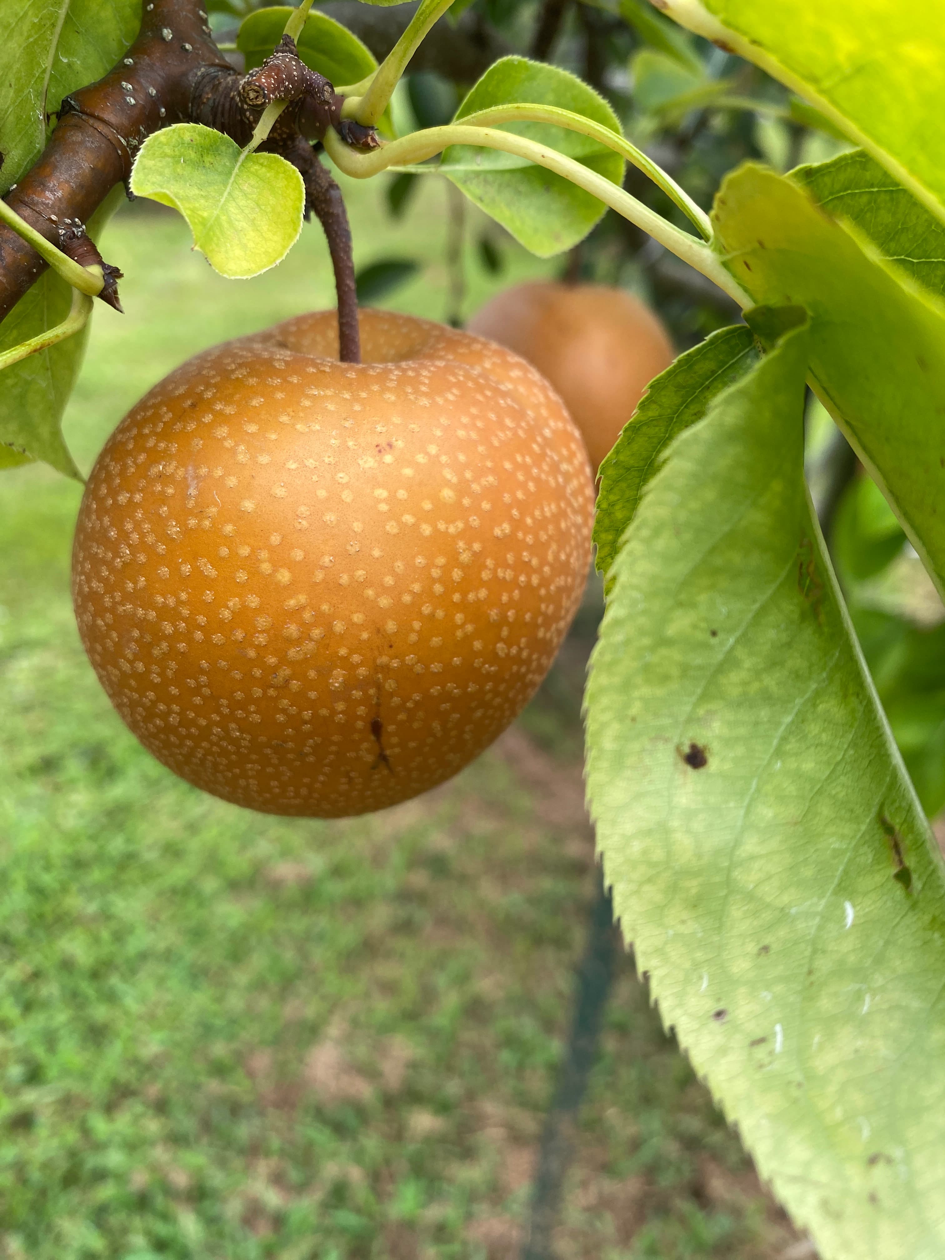 Asian pears not for the thin skinned - Good-fruit article! - General ...