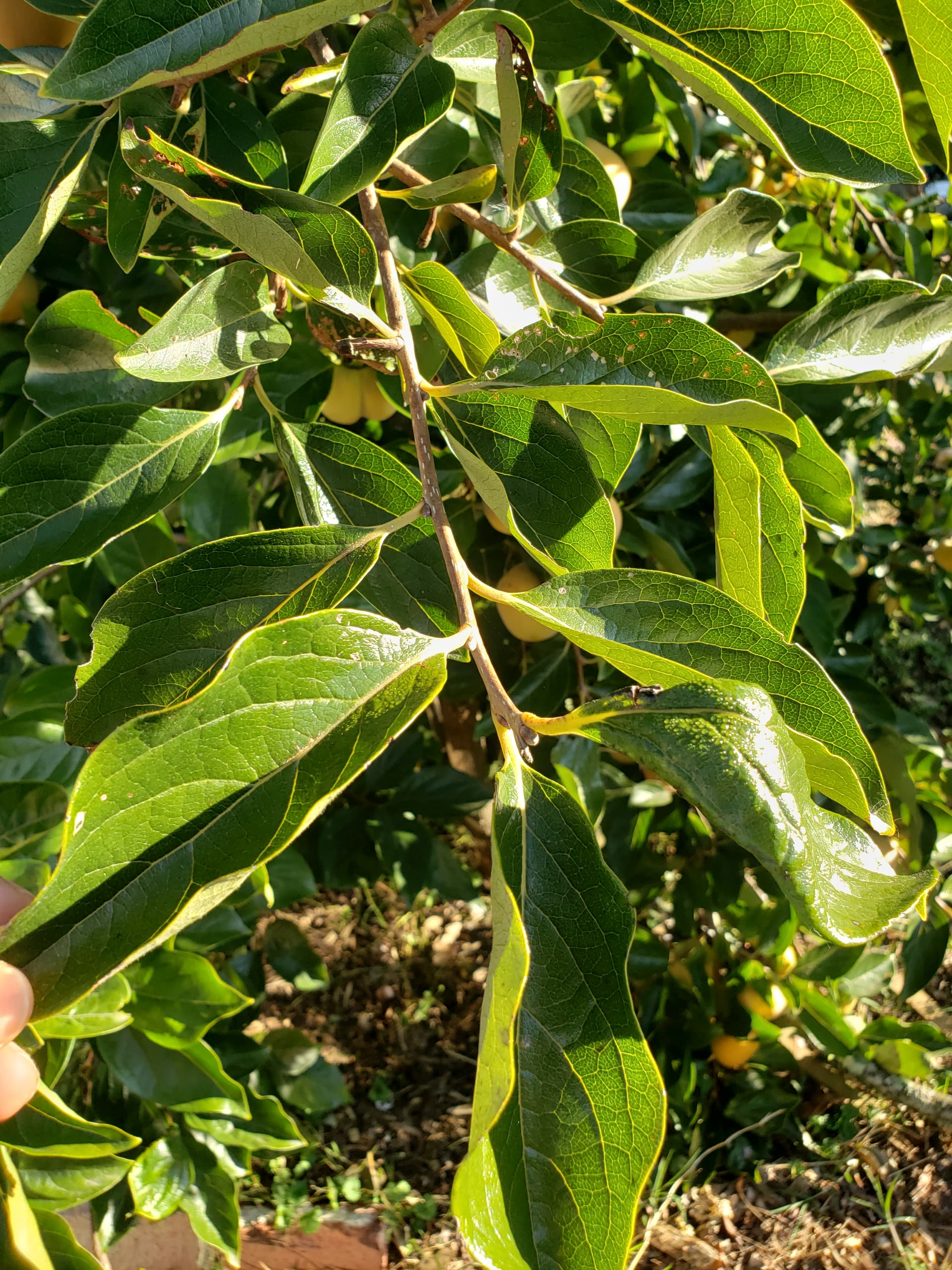 Is this a Persimmon runner? - General Fruit Growing - Growing Fruit