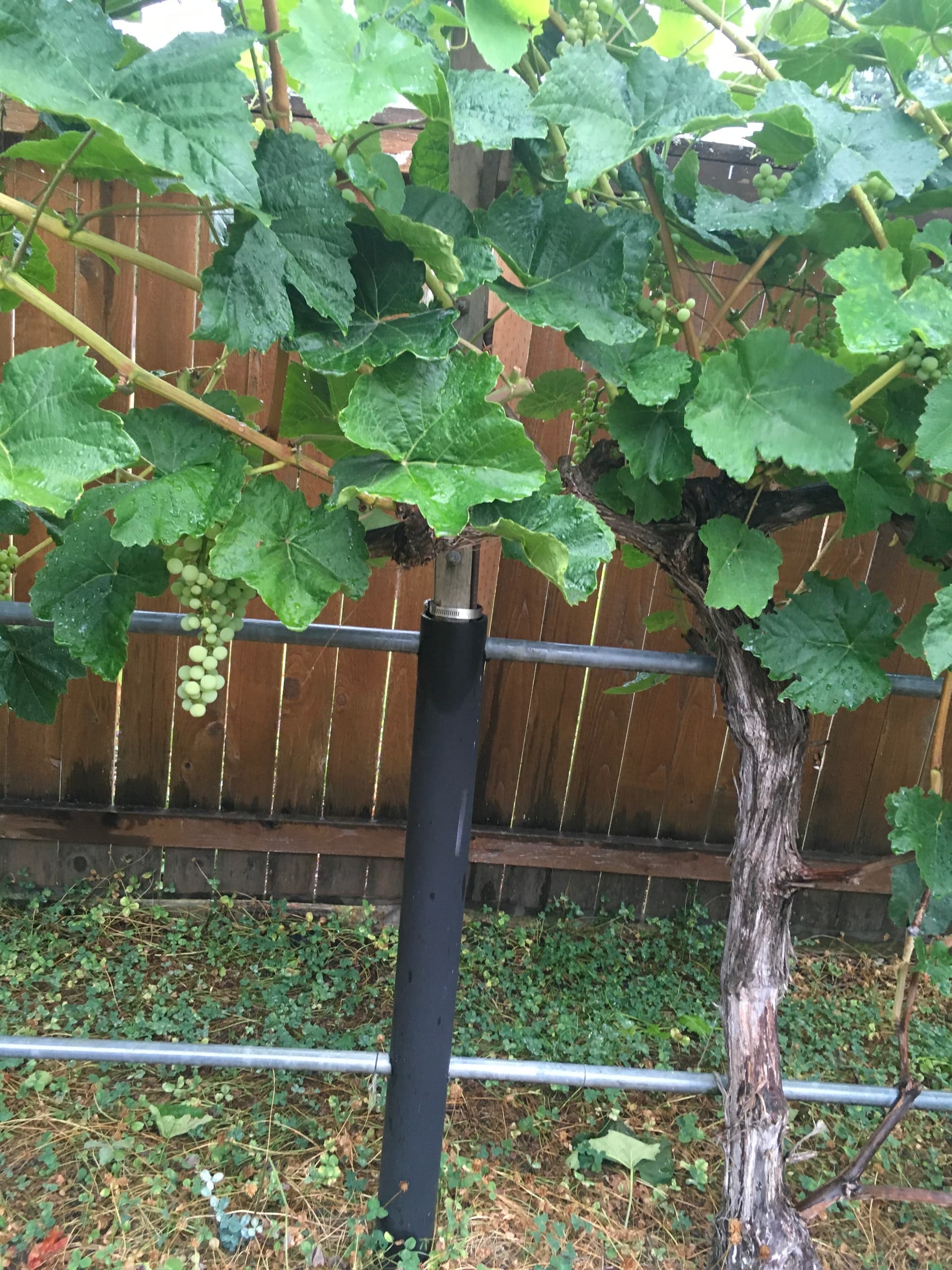Looking for ideas to train and trellis table Grapes - General Fruit ...
