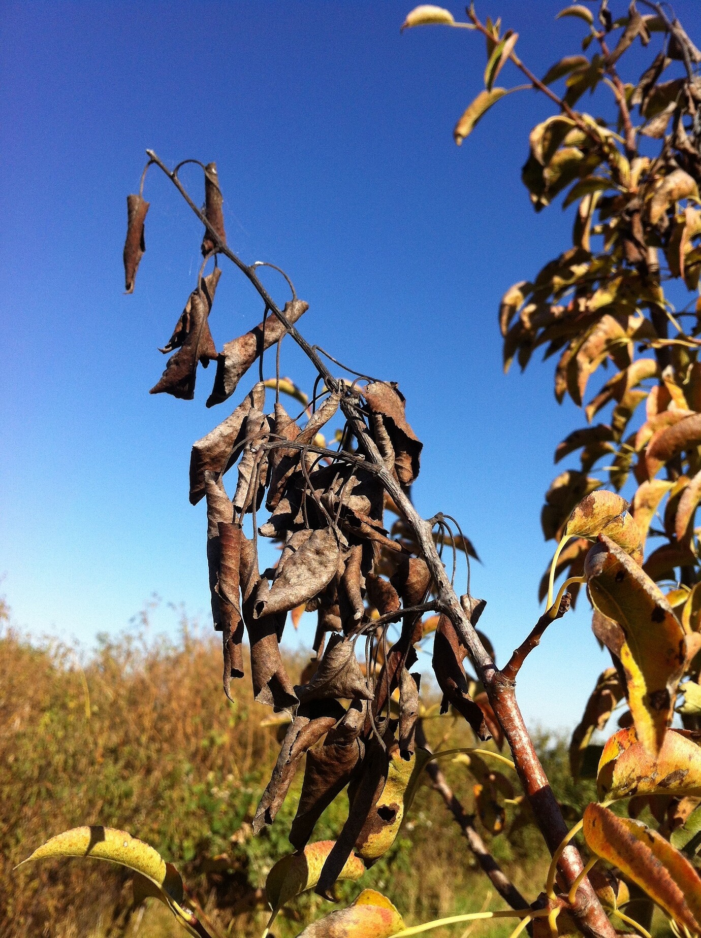Fire Blight help in Pears Zone 6a - General Fruit Growing - Growing Fruit