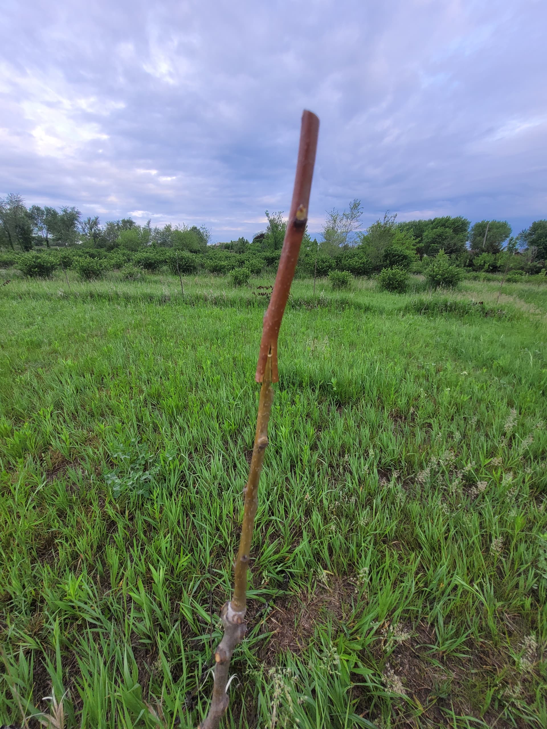 Reverse cleft graft versus cleft graft - General Fruit Growing ...