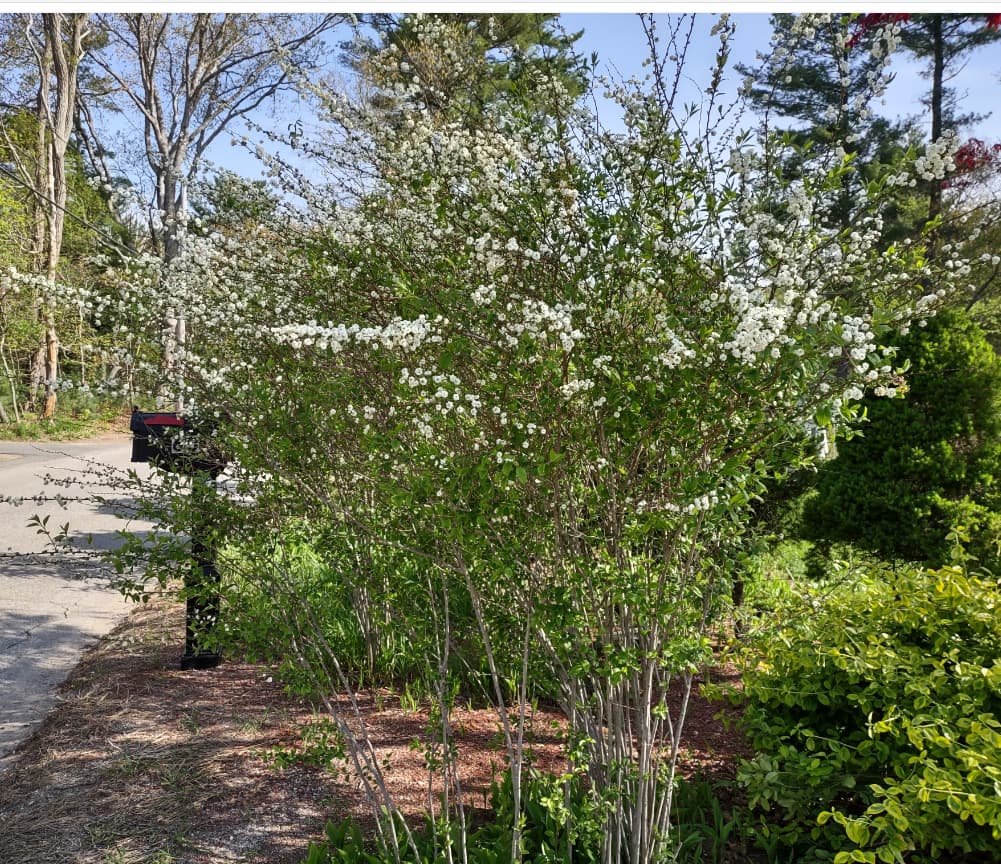 ID needed for flowering bush with tiny carnation like flowers ...