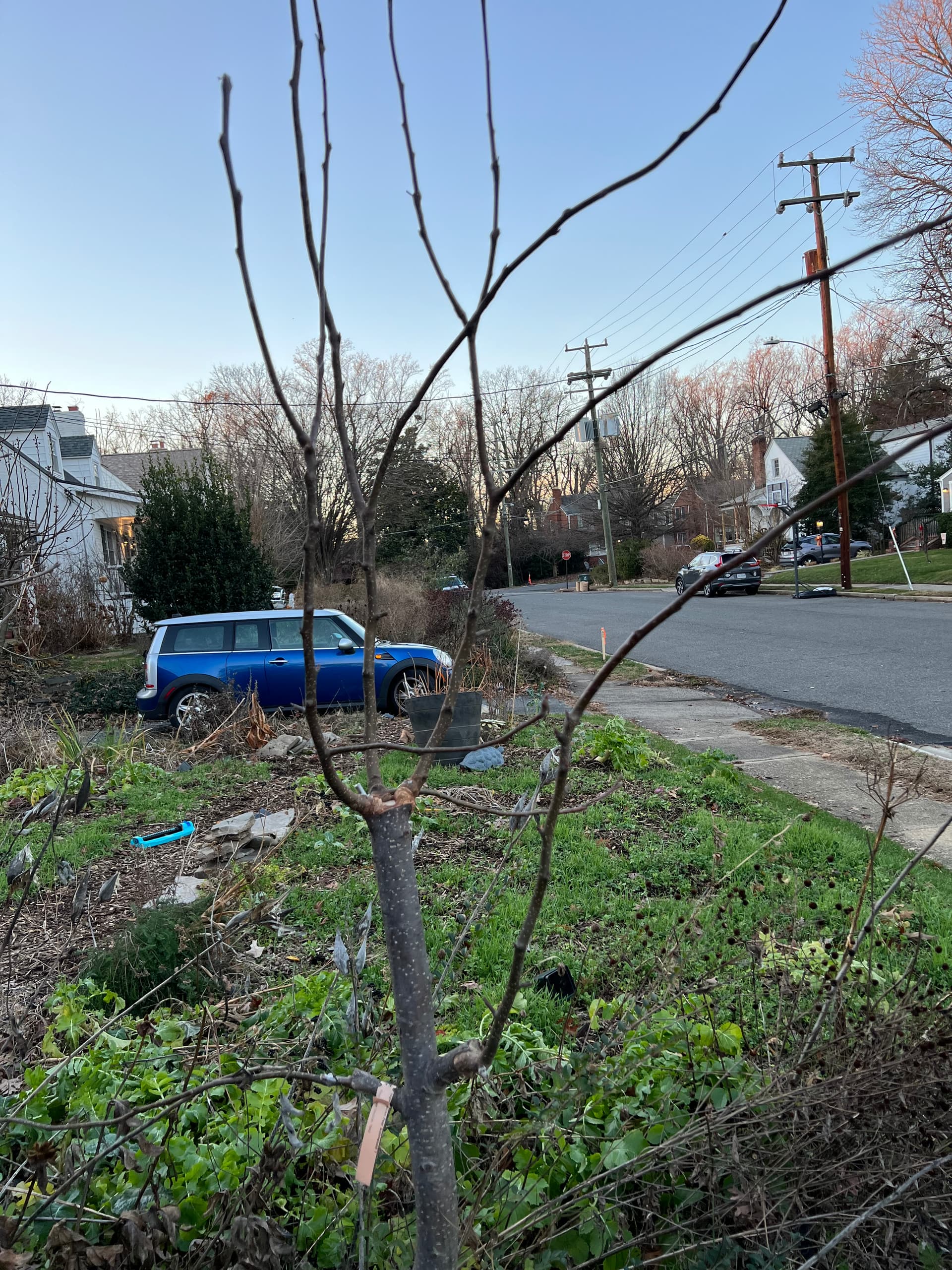 Apple pruning advice - salvaging ugly tree - General Fruit Growing ...