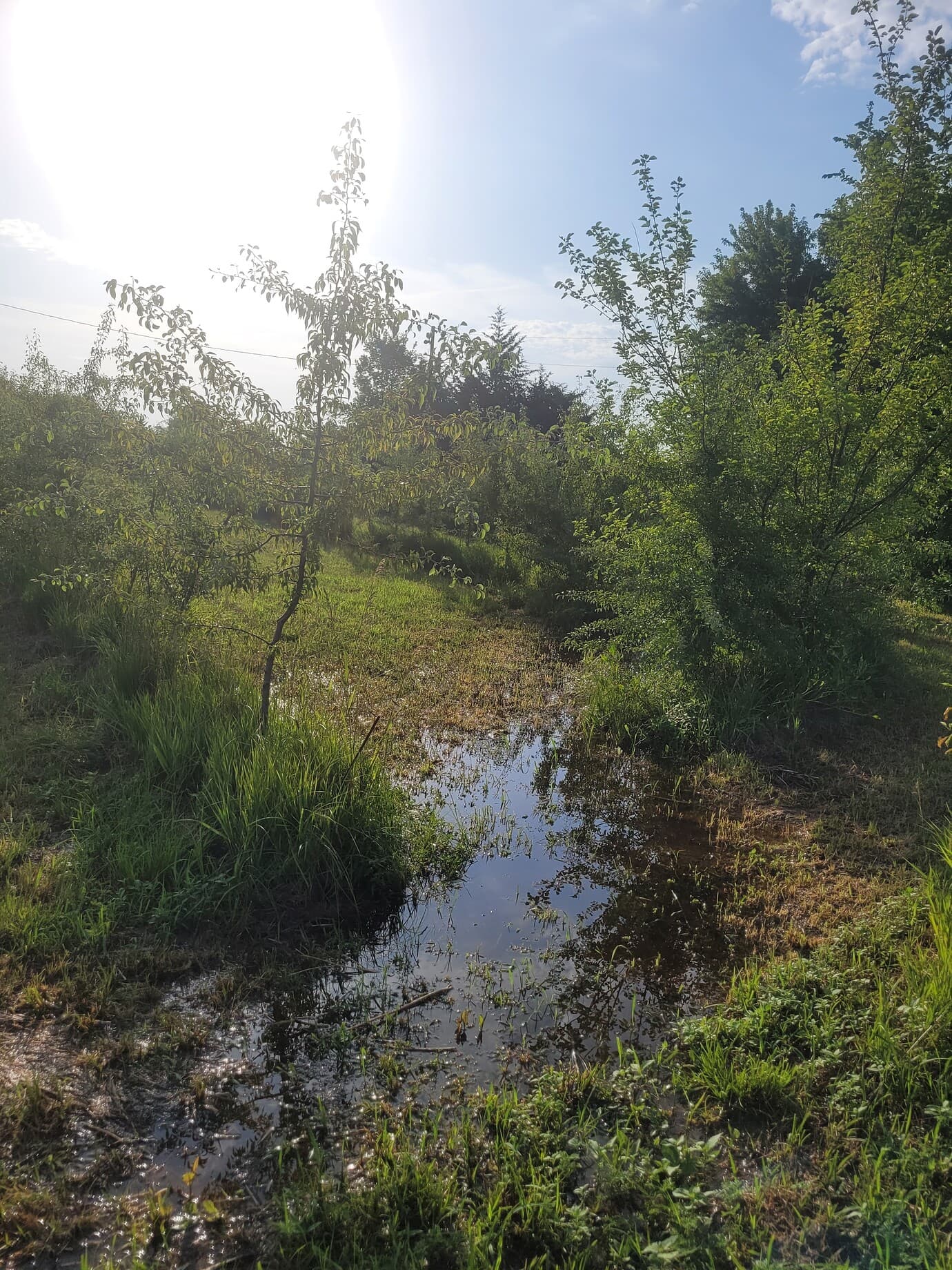 Berms and swales - terracing - creating water ways - General Gardening ...