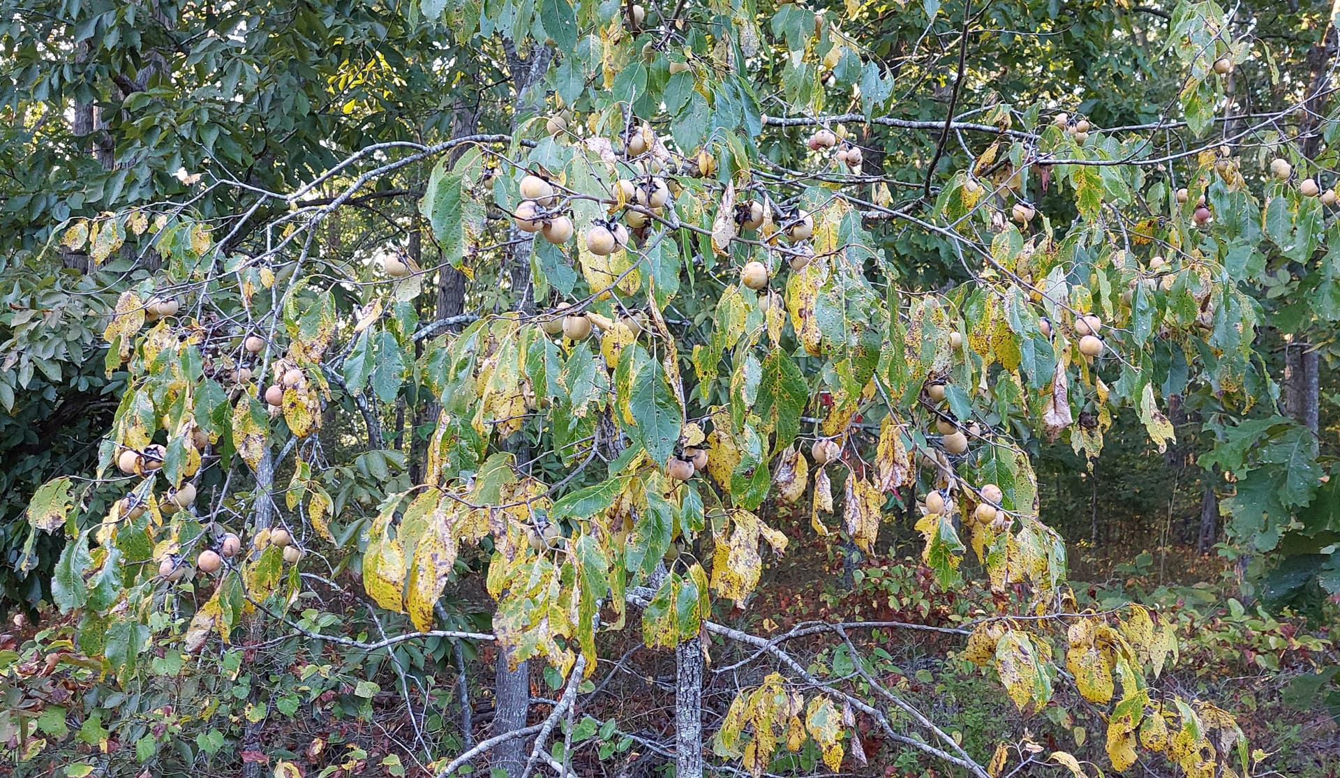 Unusual native food plants you grow? (Americas) - General Gardening ...