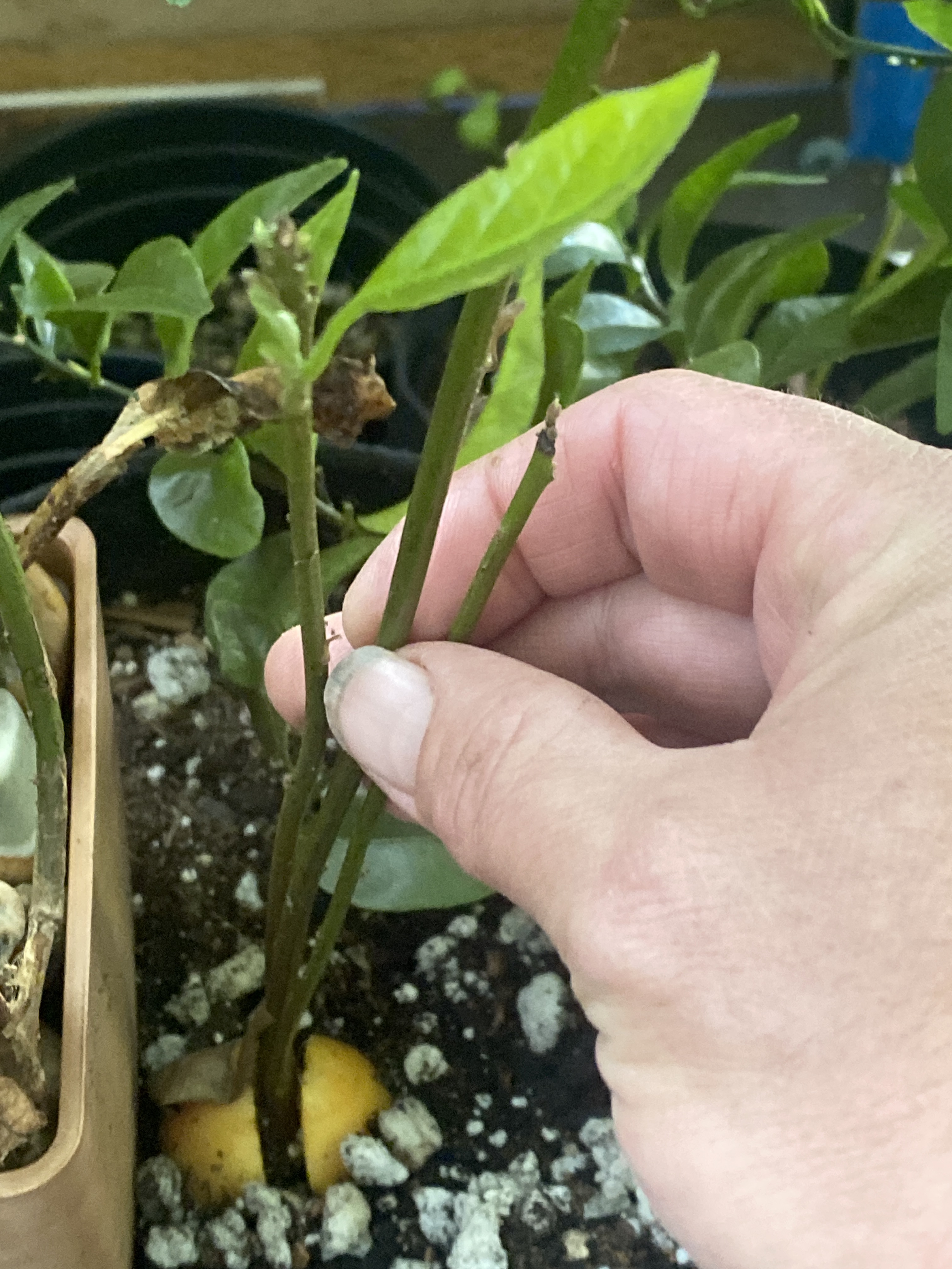 Growing avocado from seeds - General Fruit Growing - Growing Fruit