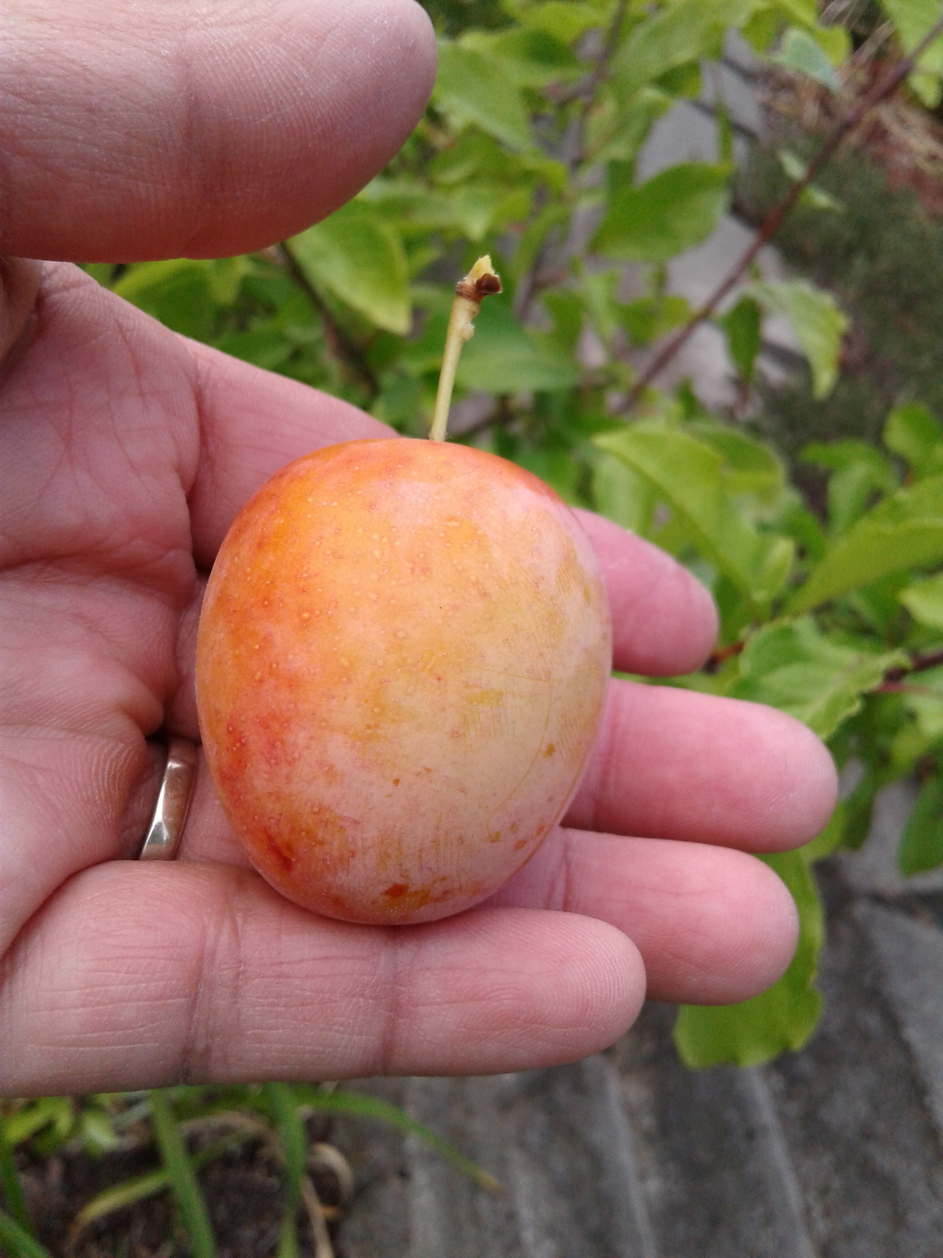 What is This Gage Flavor? - Page 2 - General Fruit Growing - Growing Fruit