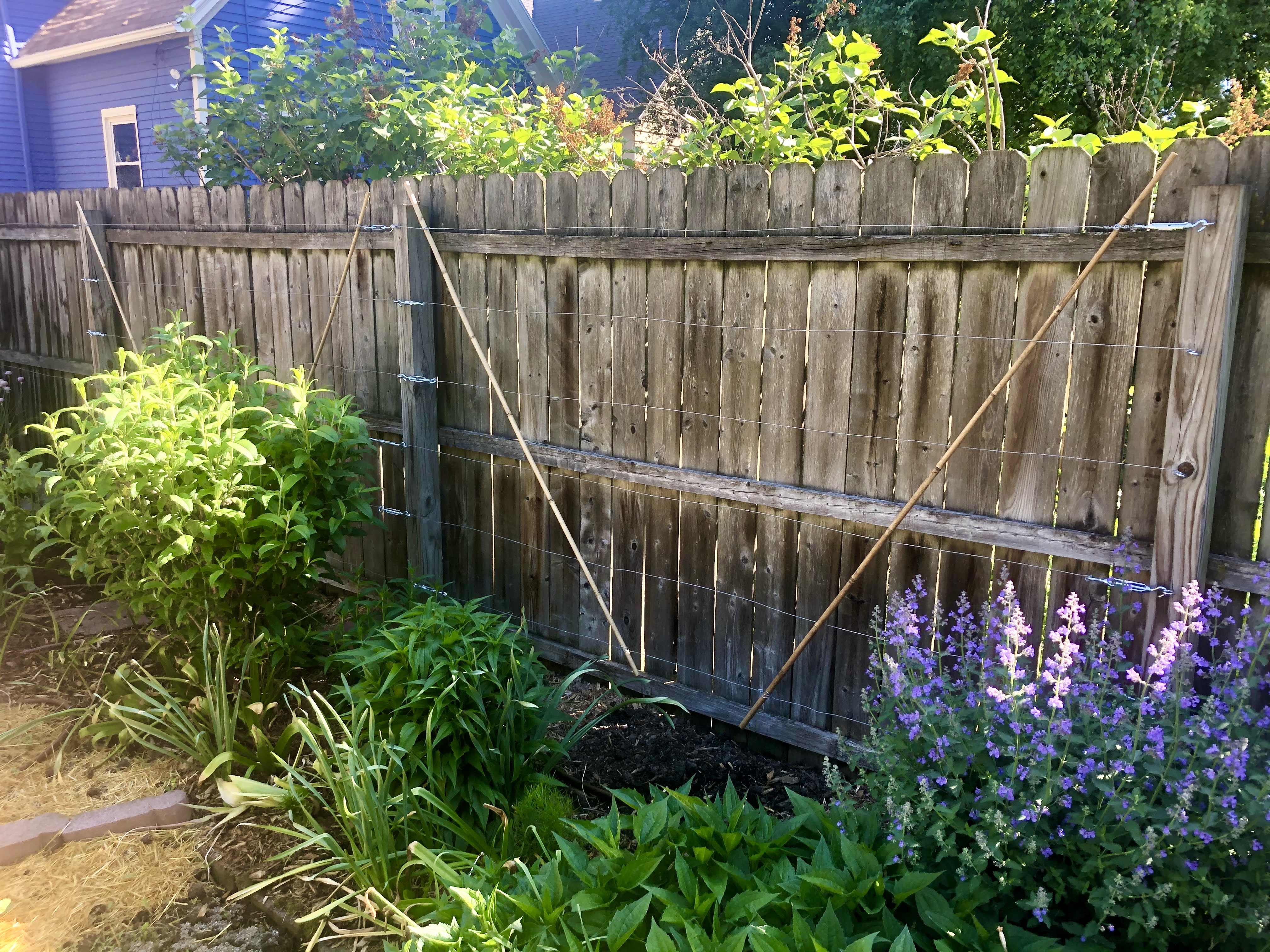 Micro orchard expansion: help/advice wanted! - General Fruit Growing ...