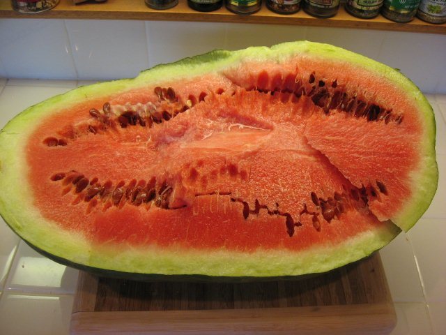 Illiniwek Red Seeded Watermelon - General Gardening - Growing Fruit