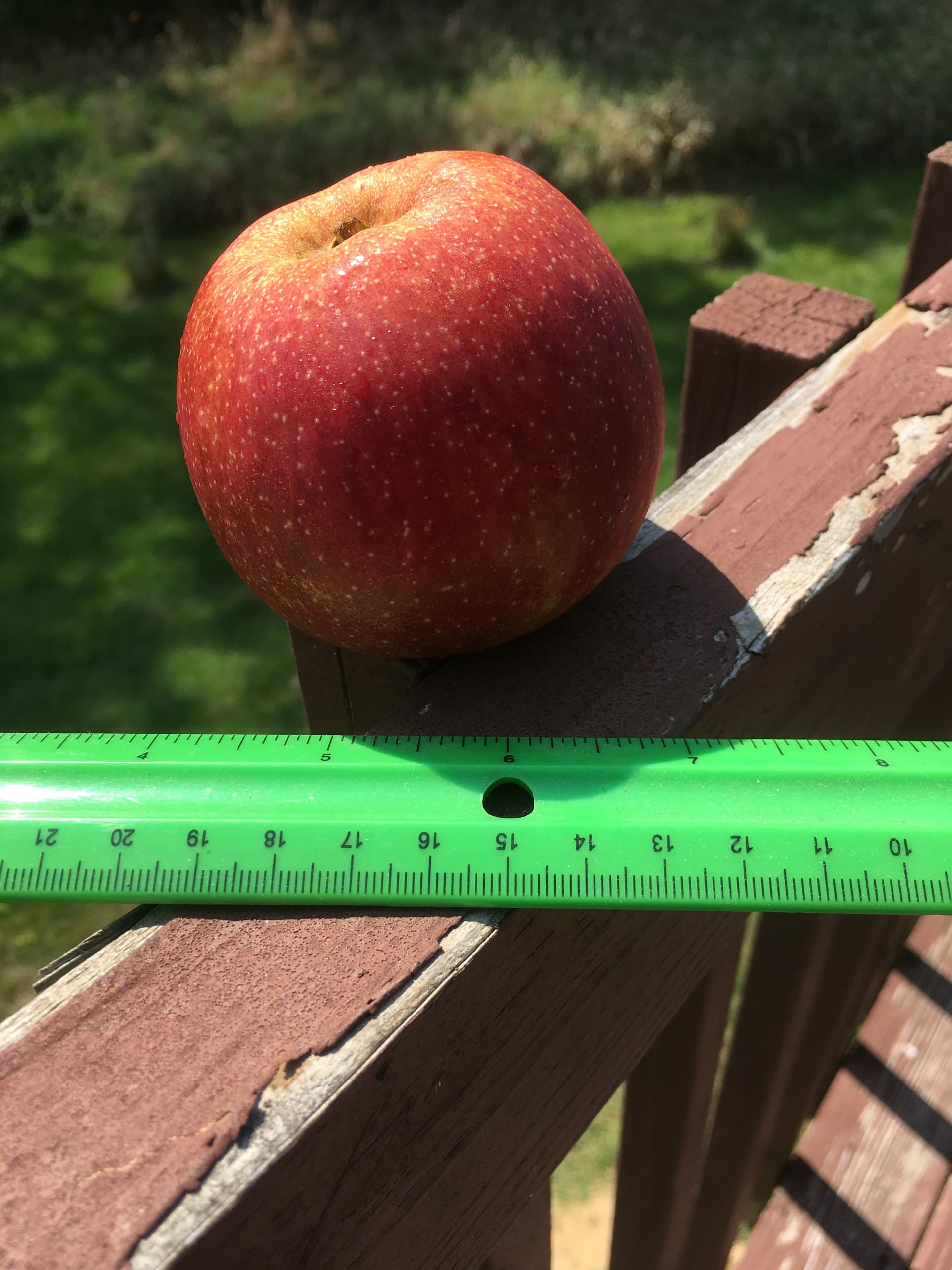 Envy and Sugar Bee Apples - Two overhyped apples? - General Fruit ...