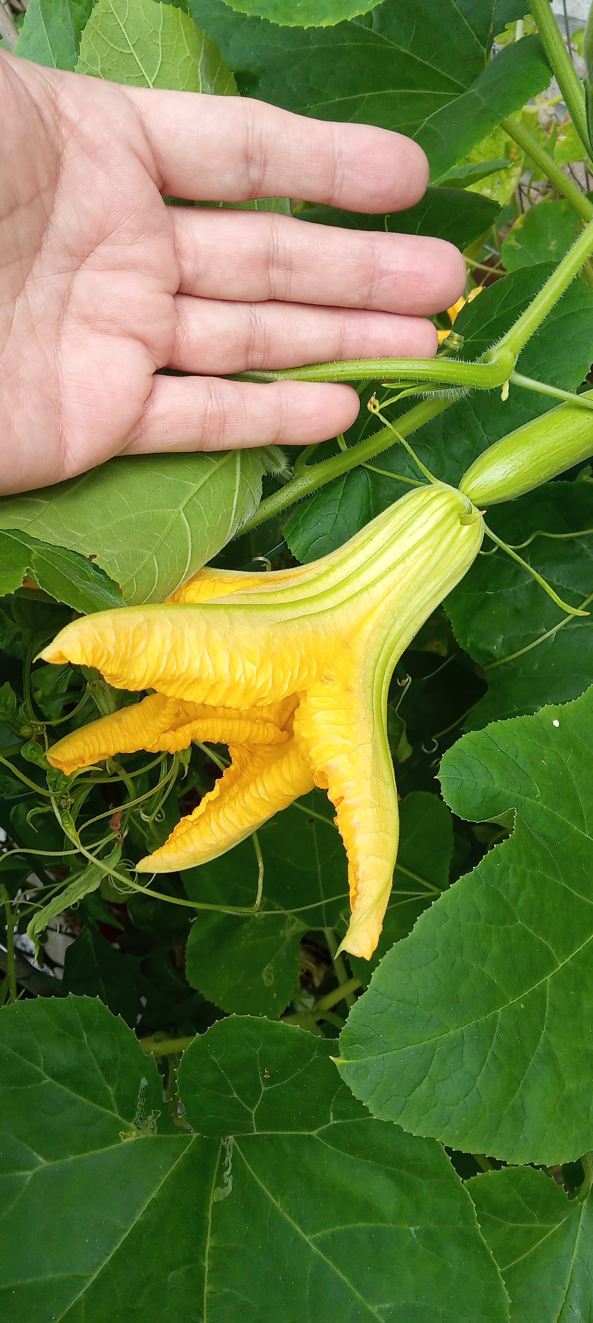 Asian Climbing Zucchini - General Gardening - Growing Fruit