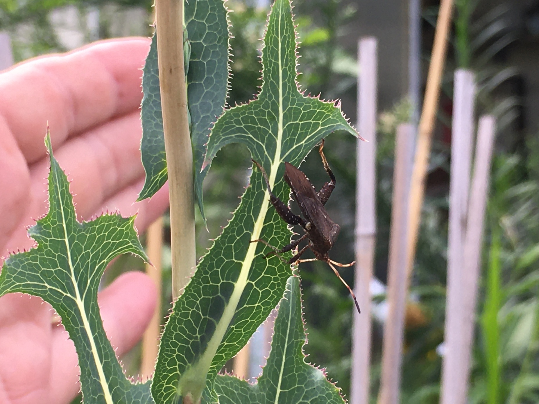 Insect on Pecan Hickory foliage - General Fruit Growing - Growing Fruit