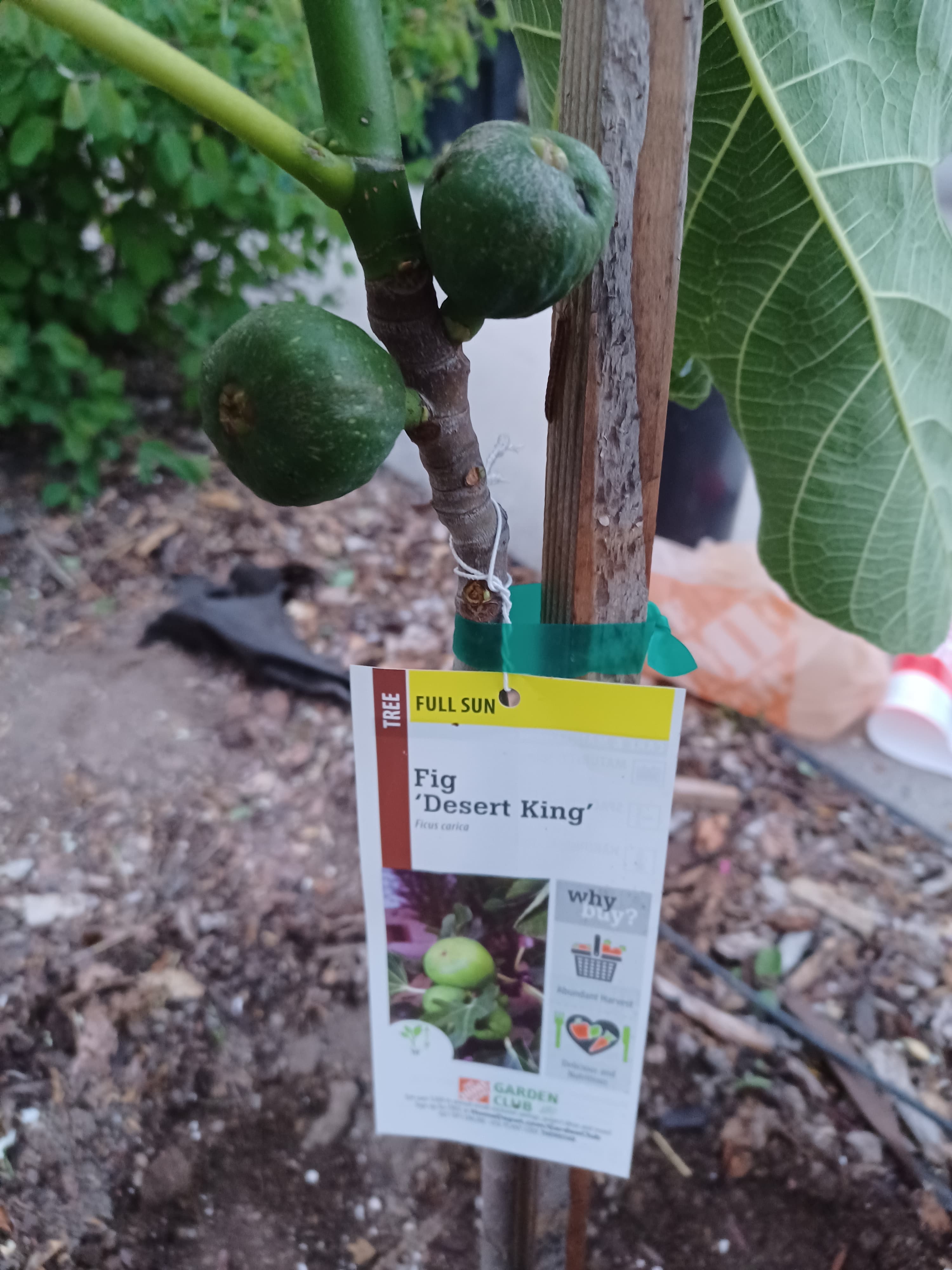 Desert King Fig at Home Depot - General Fruit Growing - Growing Fruit