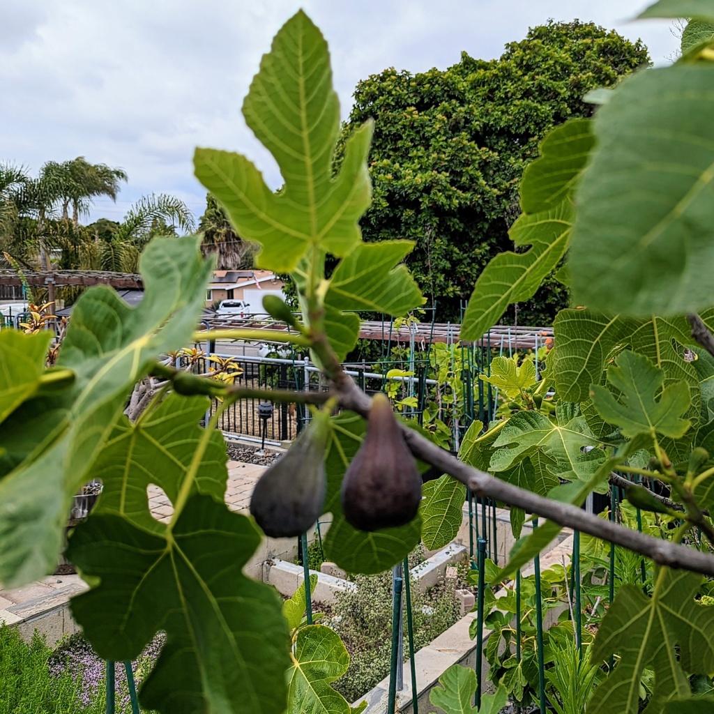 Celeste (aka Malta) breba - General Fruit Growing - Growing Fruit