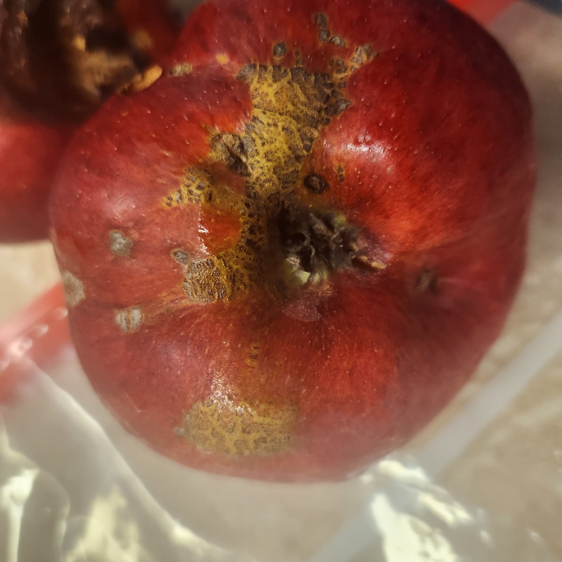 Monark Apple report. Upsides and downsides - General Fruit Growing ...