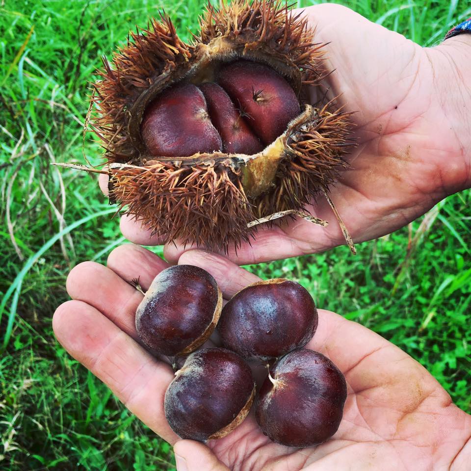 Chinese Chestnut Taste? - Page 2 - General Fruit Growing - Growing Fruit
