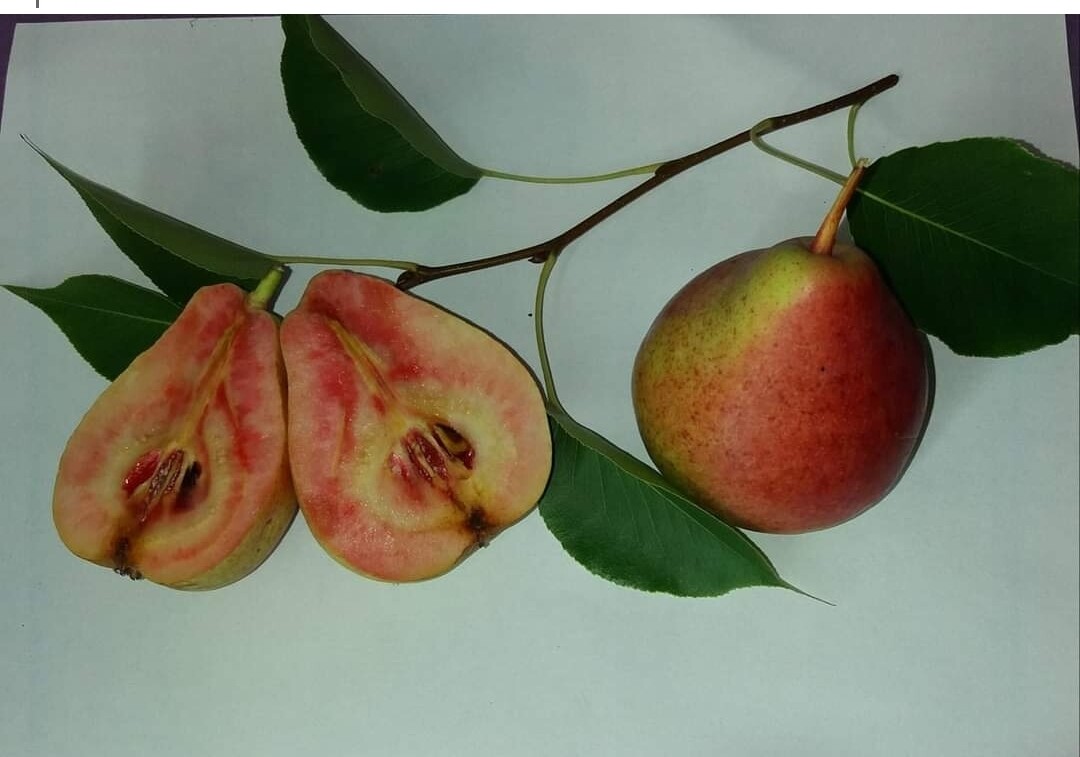 Red fleshed pears - Page 4 - General Fruit Growing - Growing Fruit