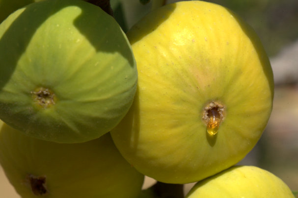 When you pick your figs look for the dew drop! - General Fruit Growing ...