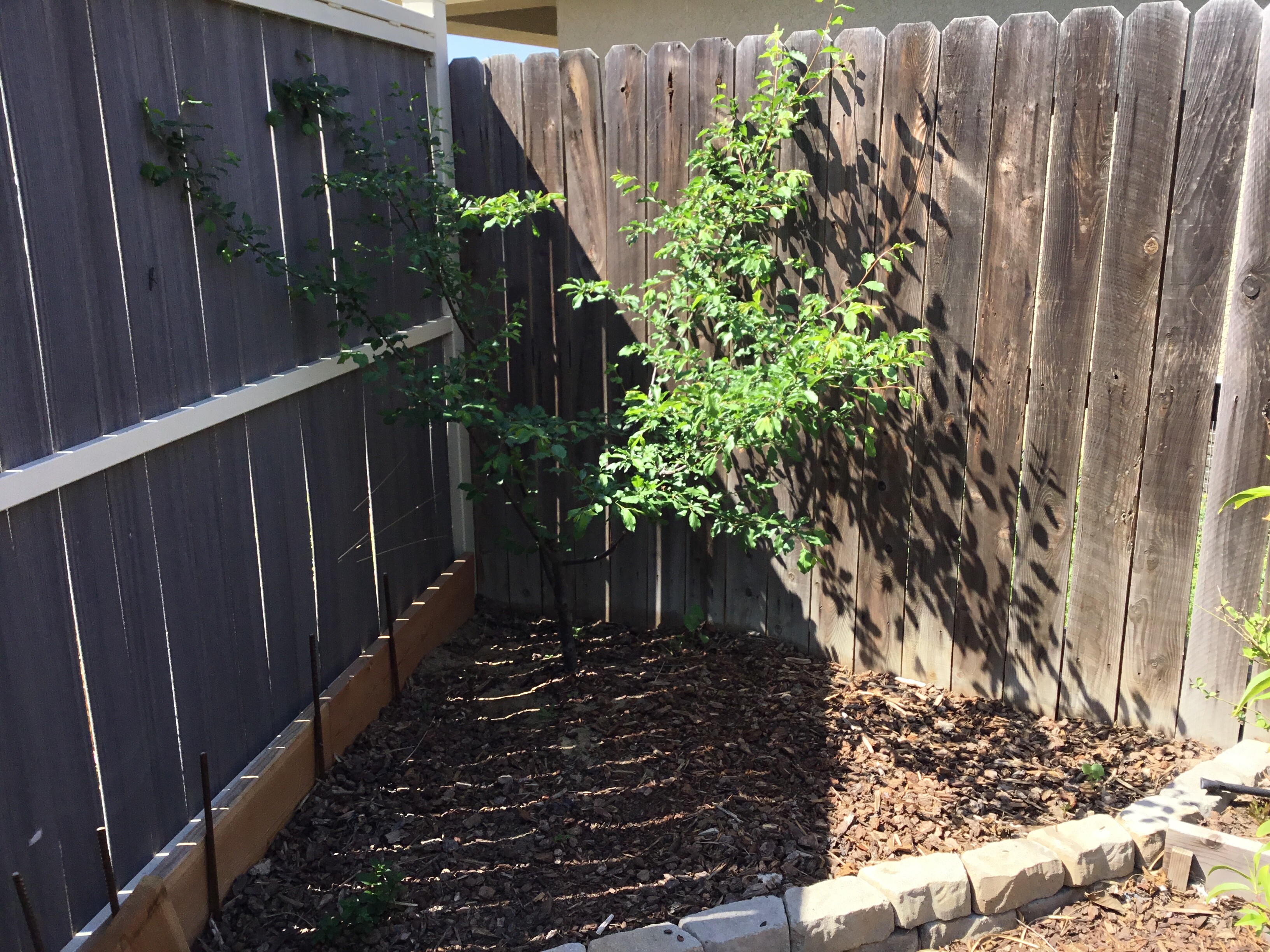 Show off your fruit tree seedlings 2021 - General Fruit Growing ...