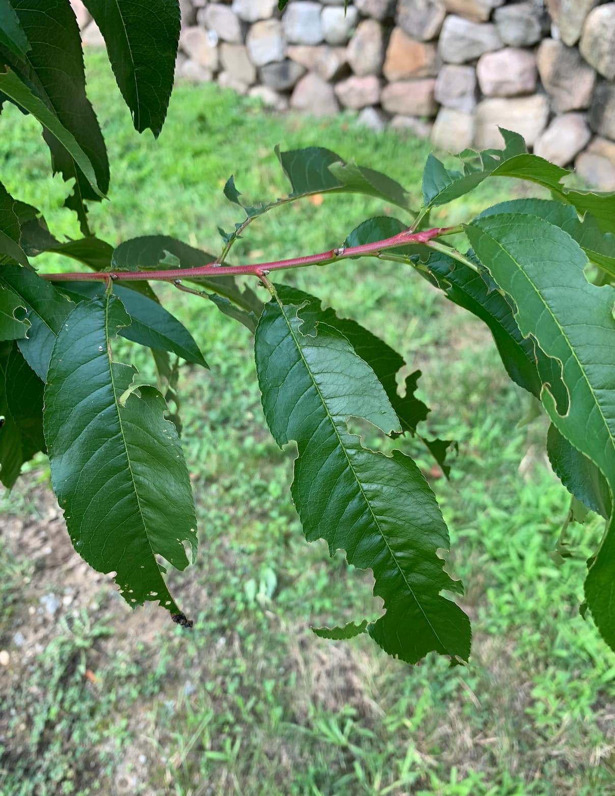 Clear goop on peach tree trunk - General Fruit Growing - Growing Fruit