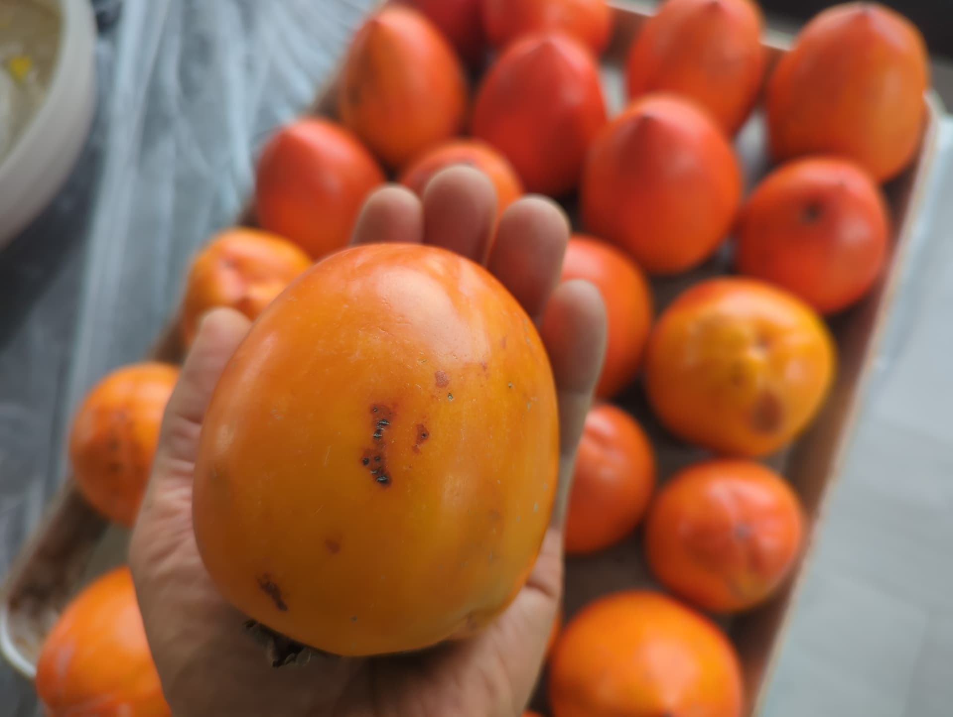 Persimmon Variety Recommendations? - General Fruit Growing - Growing Fruit