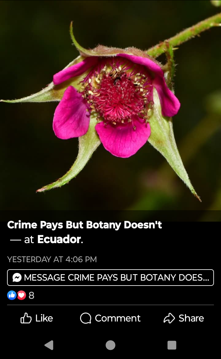 Rubus in situ - General Fruit Growing - Growing Fruit