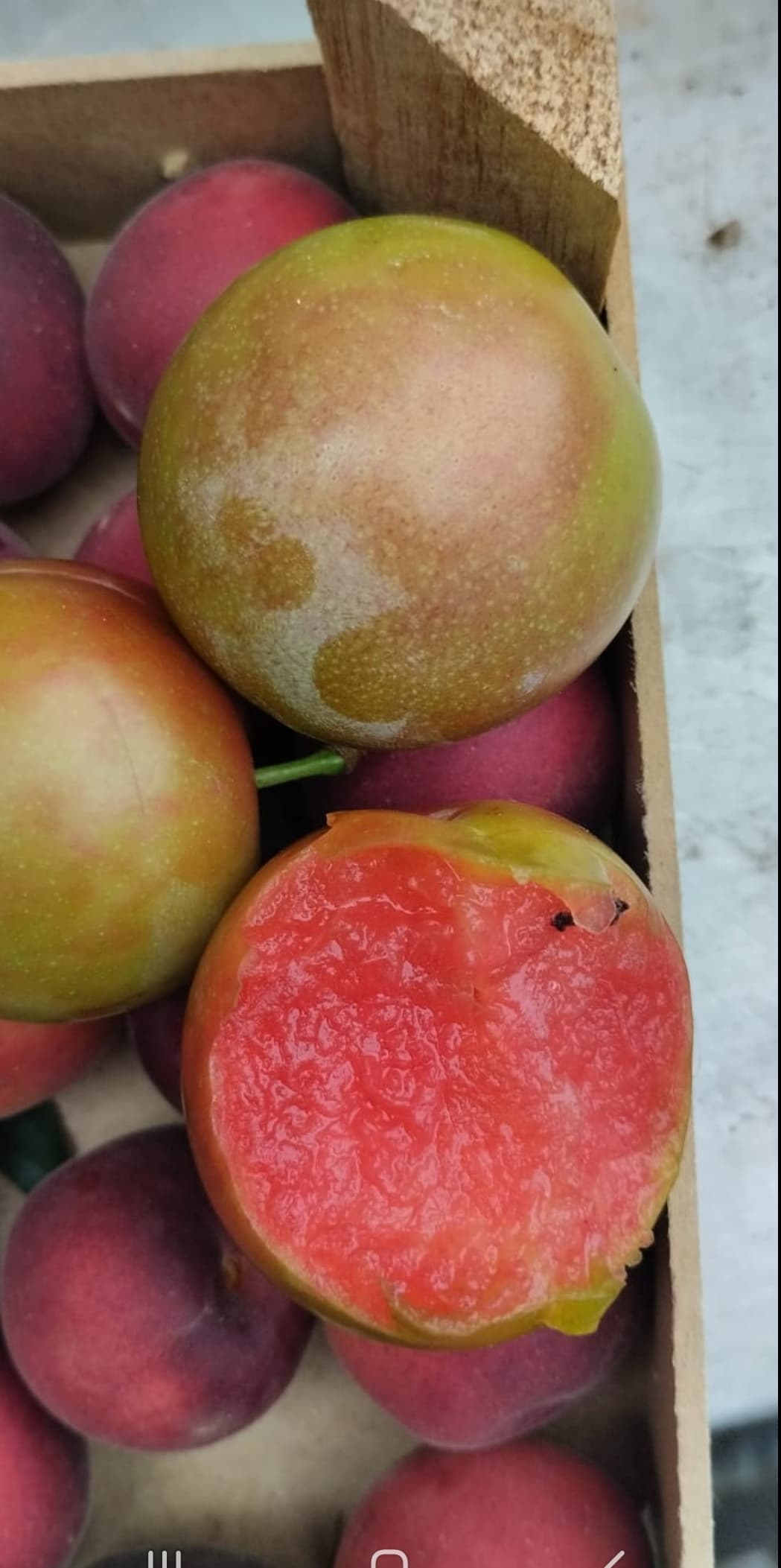 Flavorosa , Ebony Rose , and other red flesh interespecific in Spain ...