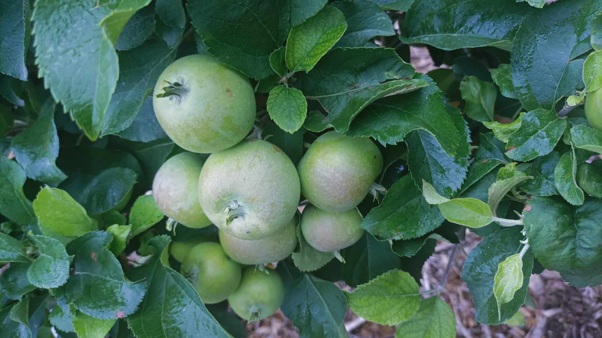 Espalier Apple Experiment - Page 2 - General Fruit Growing - Growing Fruit