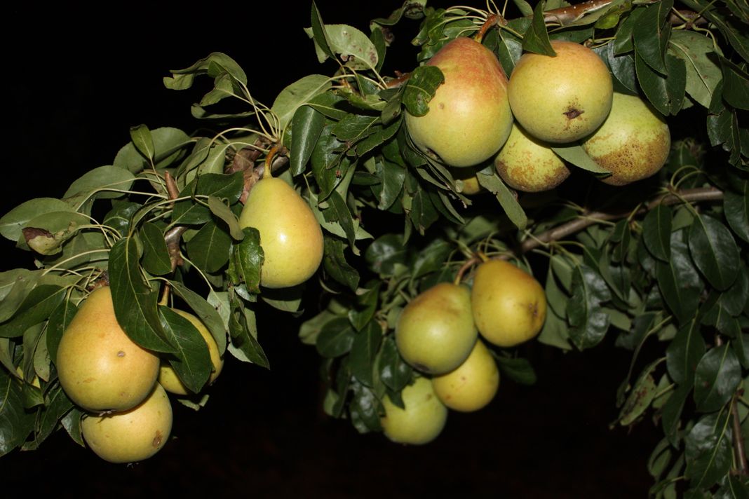 Varieties Of Pears Of Early Ripening - General Fruit Growing - Growing ...