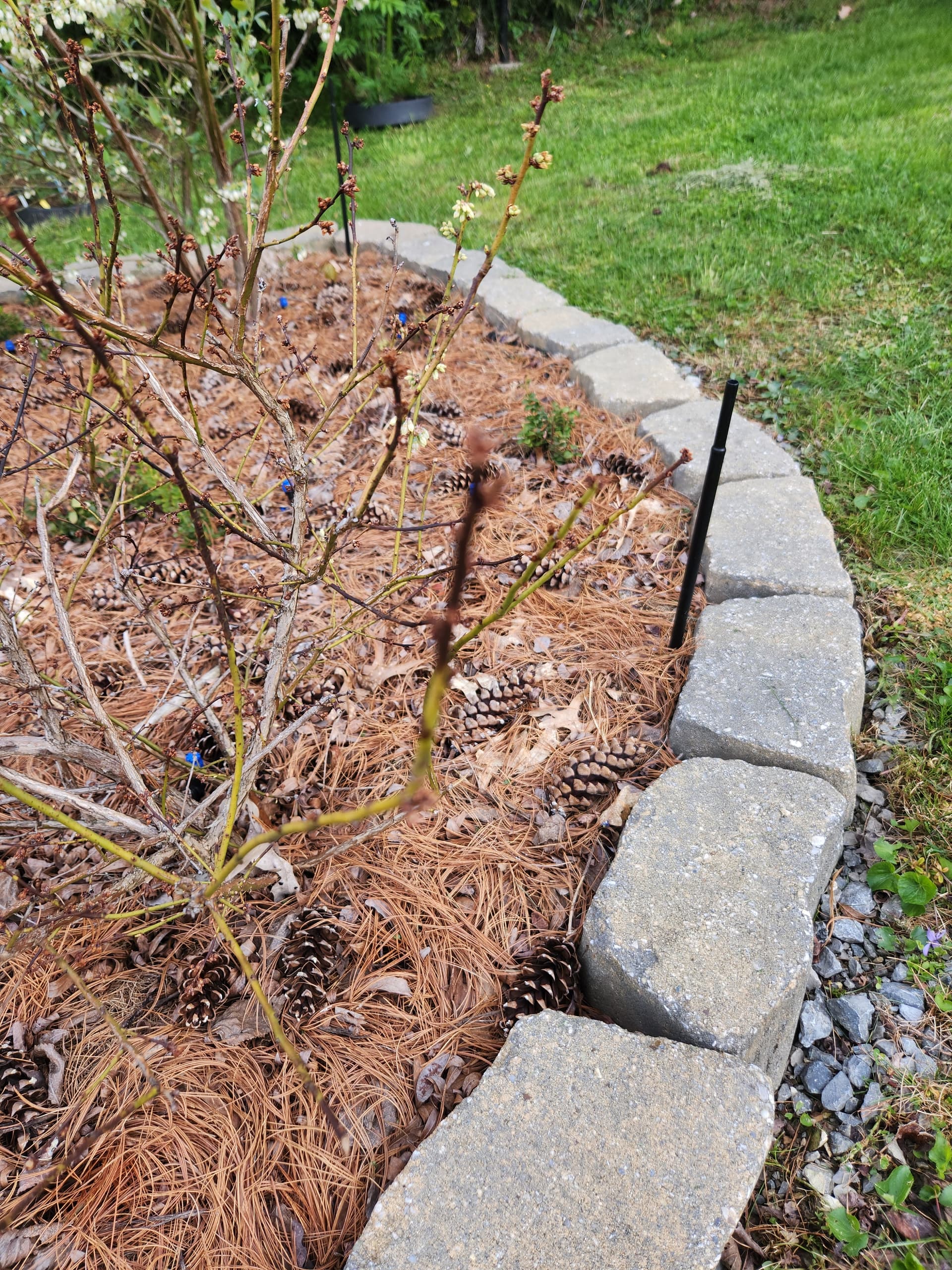 Blueberry dieback - General Fruit Growing - Growing Fruit