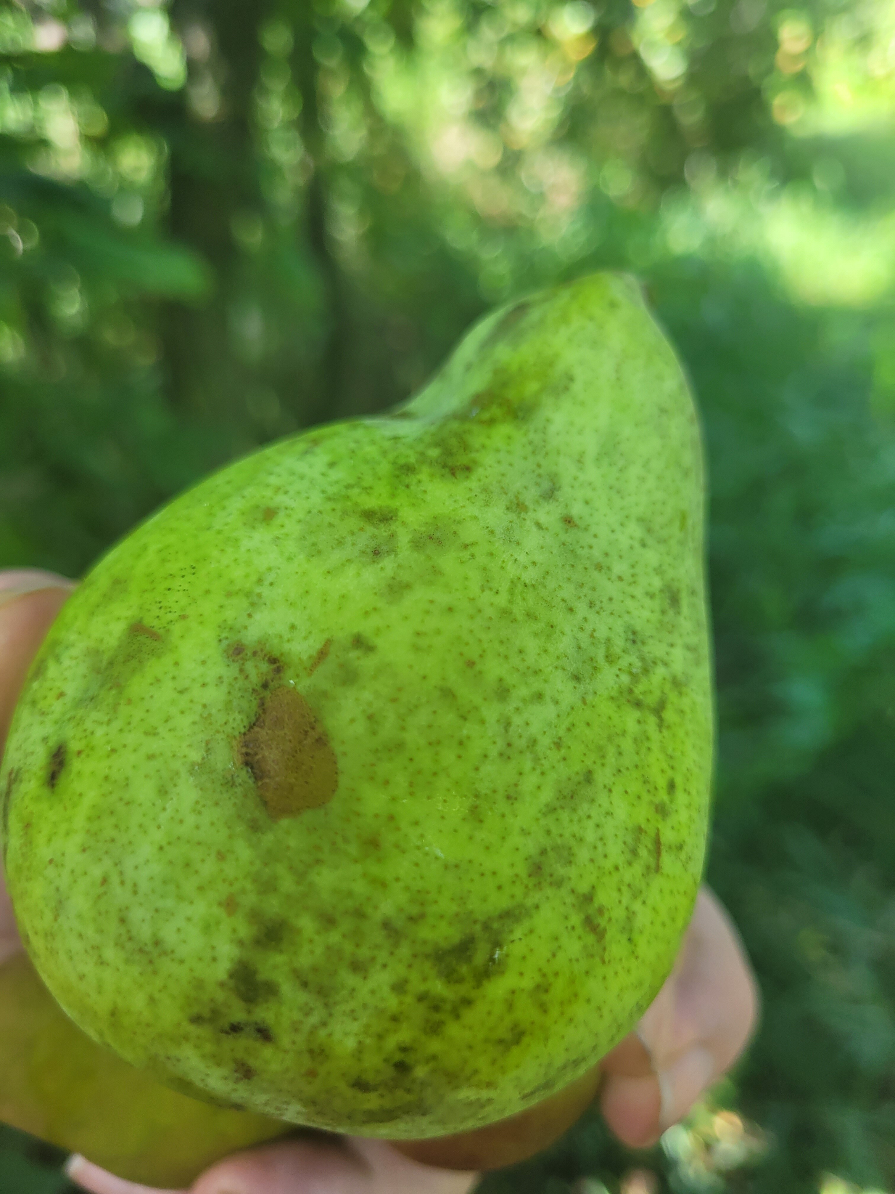 Clara Frijs Pear - Page 2 - General Fruit Growing - Growing Fruit