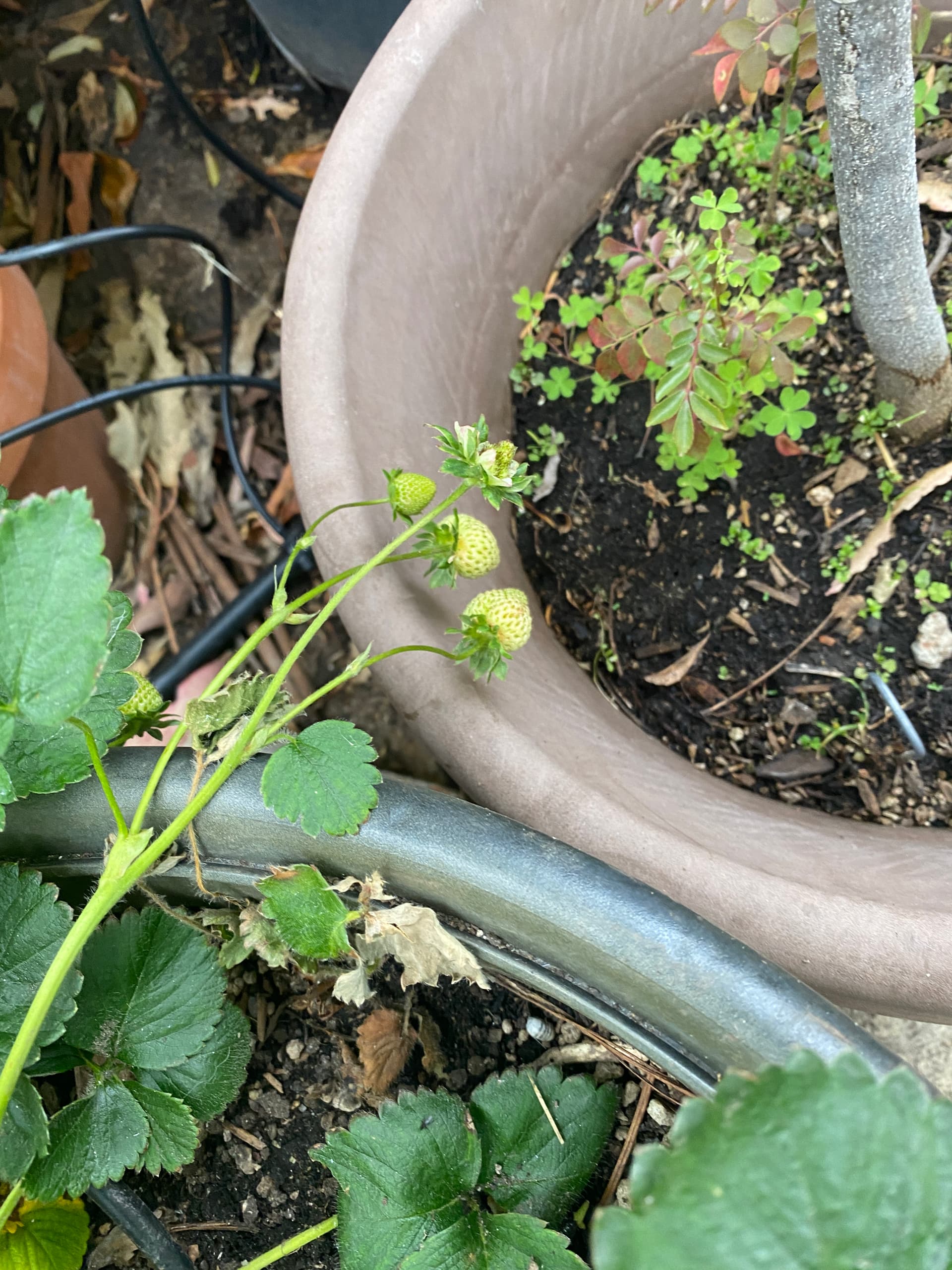 Identifying a volunteer strawberry before it fruits? - Page 2 - General ...