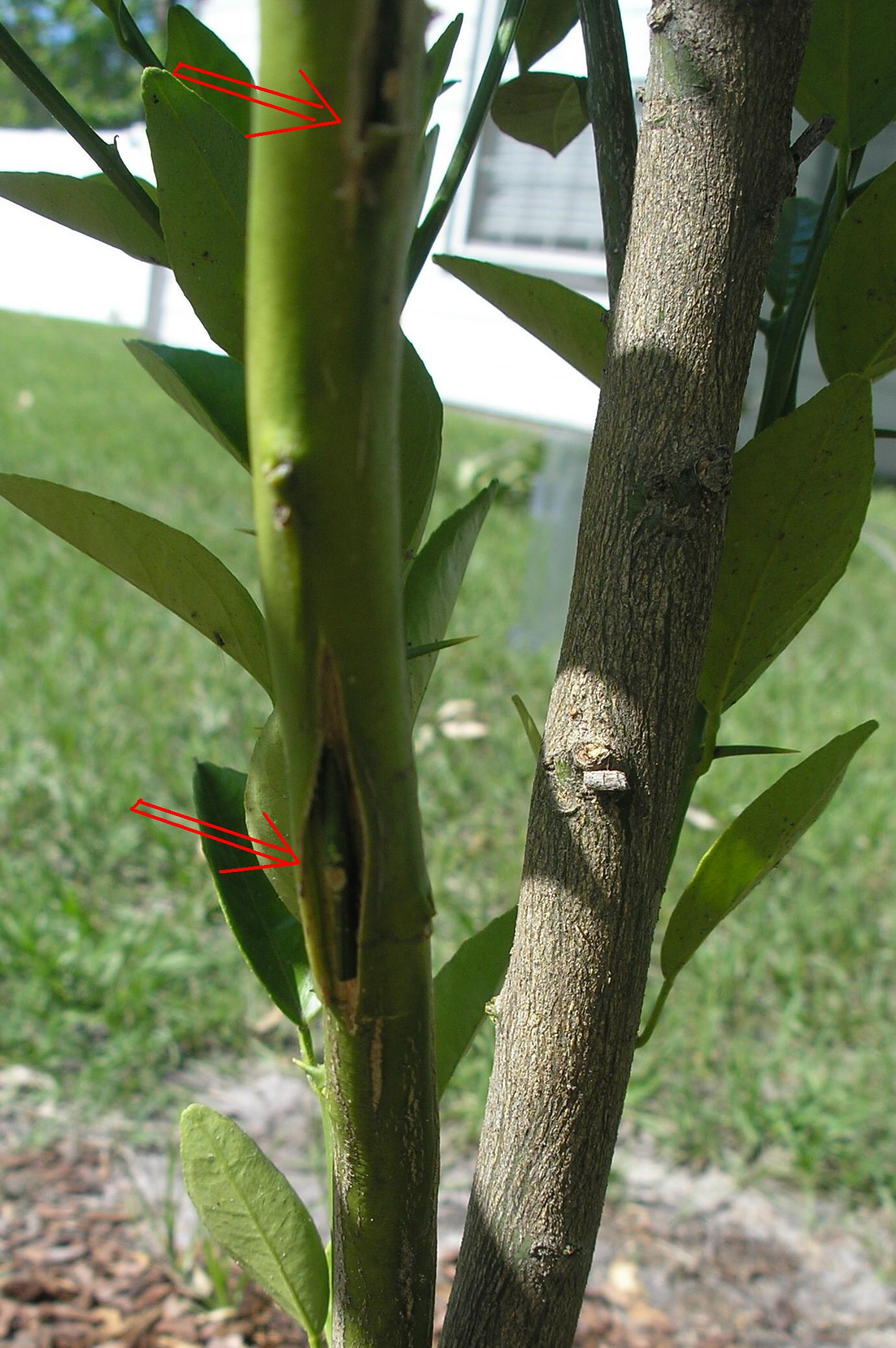 How should we deal with this Hamlin orange branch? - General Fruit ...