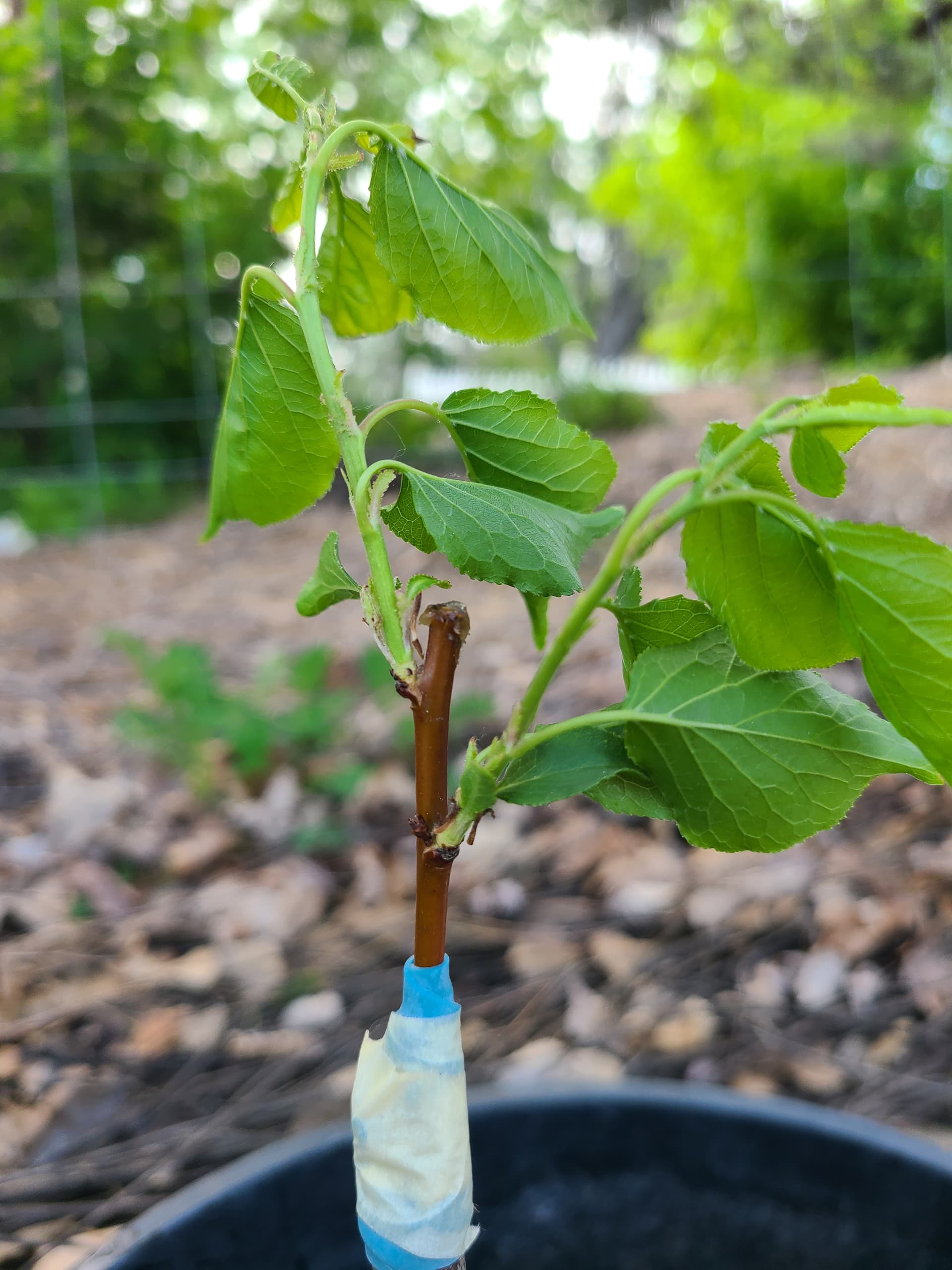 After grafting care - General Fruit Growing - Growing Fruit