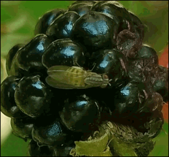 SWD in Tennessee early July - General Fruit Growing - Growing Fruit