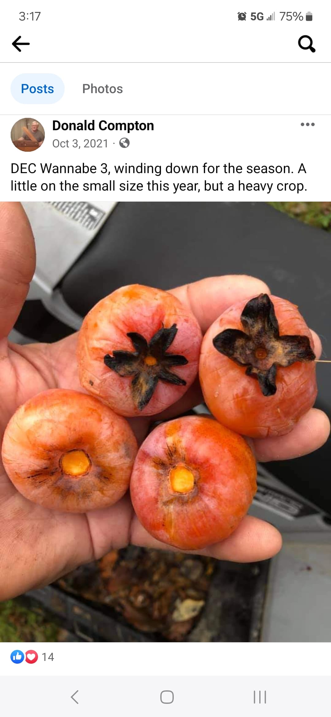 DEC - DONALD EUGENE COMPTON PERSIMMON Varities - Page 2 - General Fruit ...