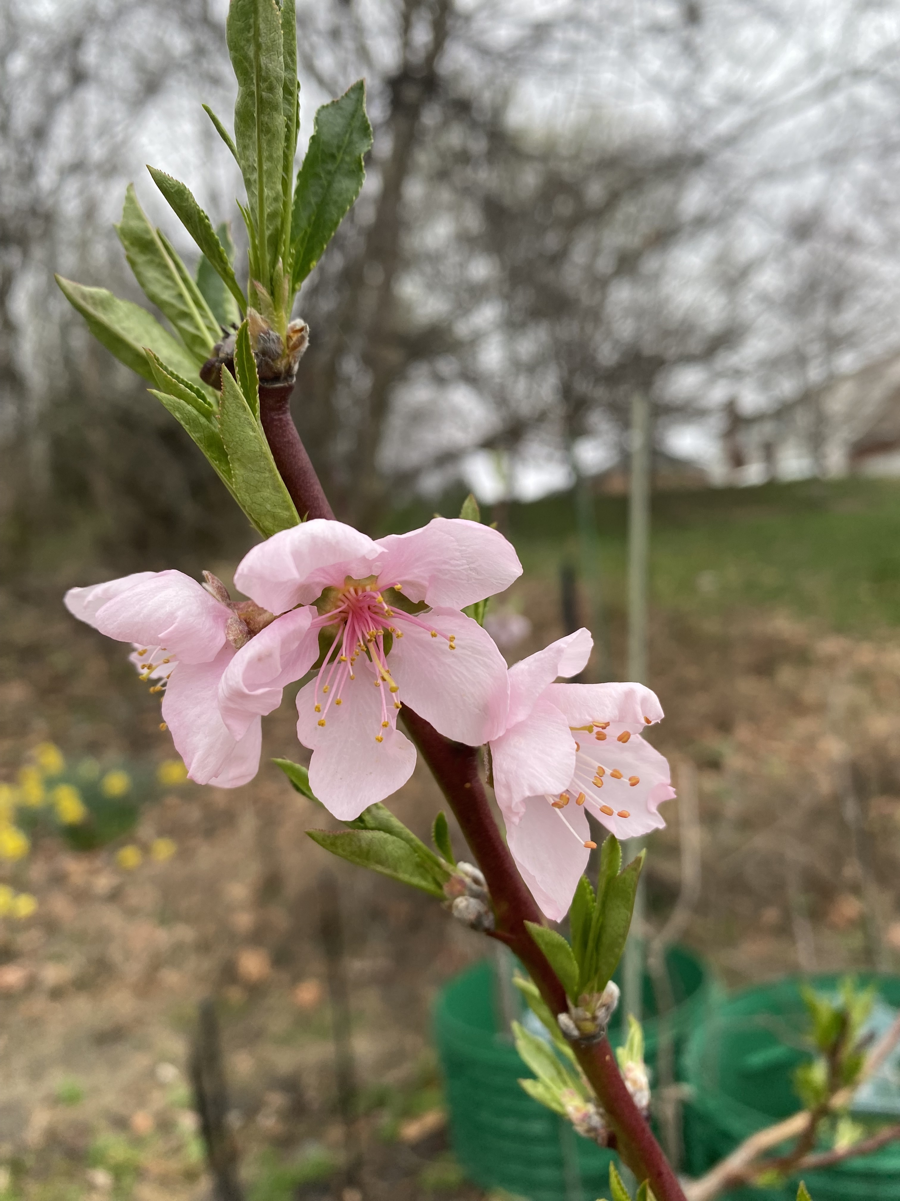 Peach blooms - General Fruit Growing - Growing Fruit