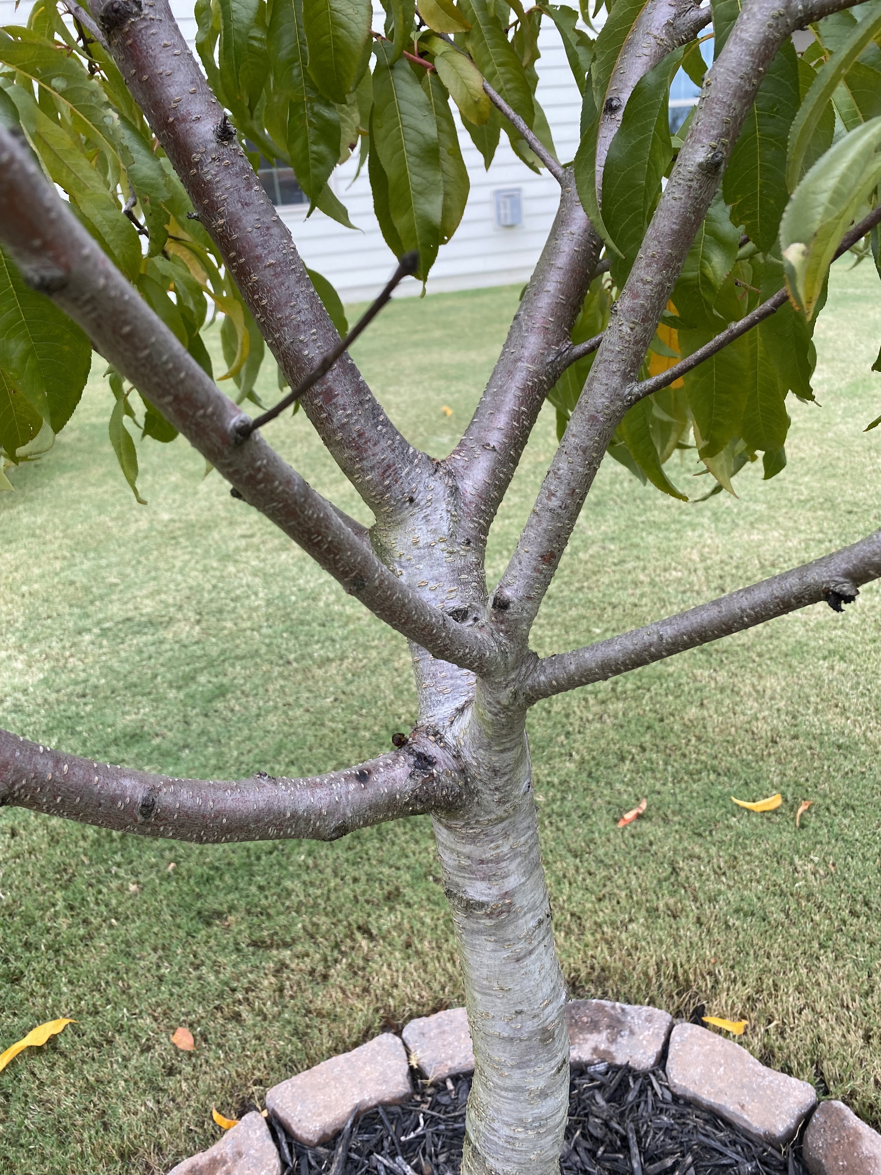 Lopsided Peach Tree - General Fruit Growing - Growing Fruit