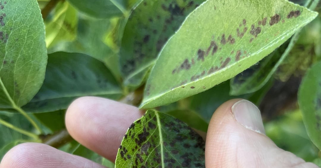 Fireblight ID - General Fruit Growing - Growing Fruit